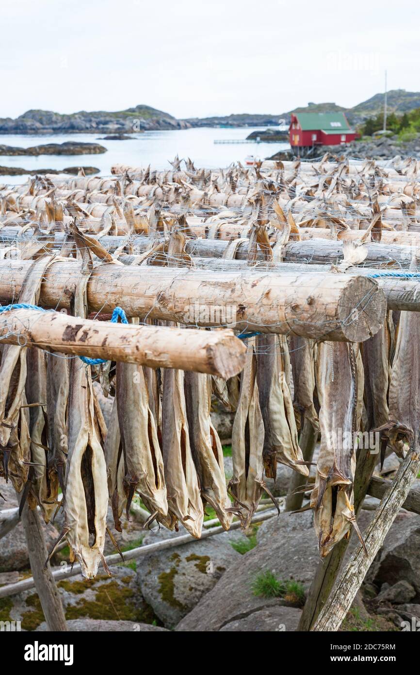 Stockfish hanging on a rack on the Lofoten Islands in Norway Stock ...
