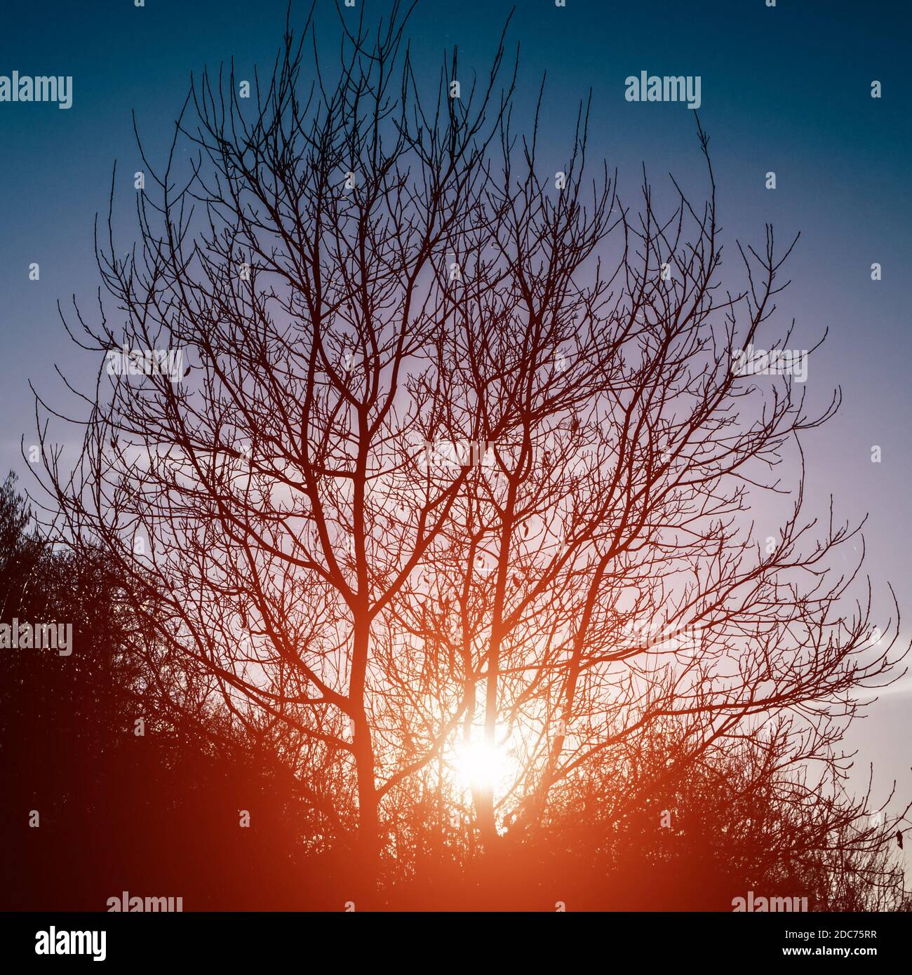 Beautiful gradient blue clear sky with tree silhouette and bright sun ...