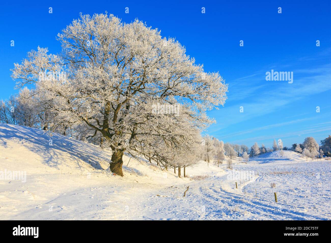 Oak trees rolling country path hi-res stock photography and images - Alamy