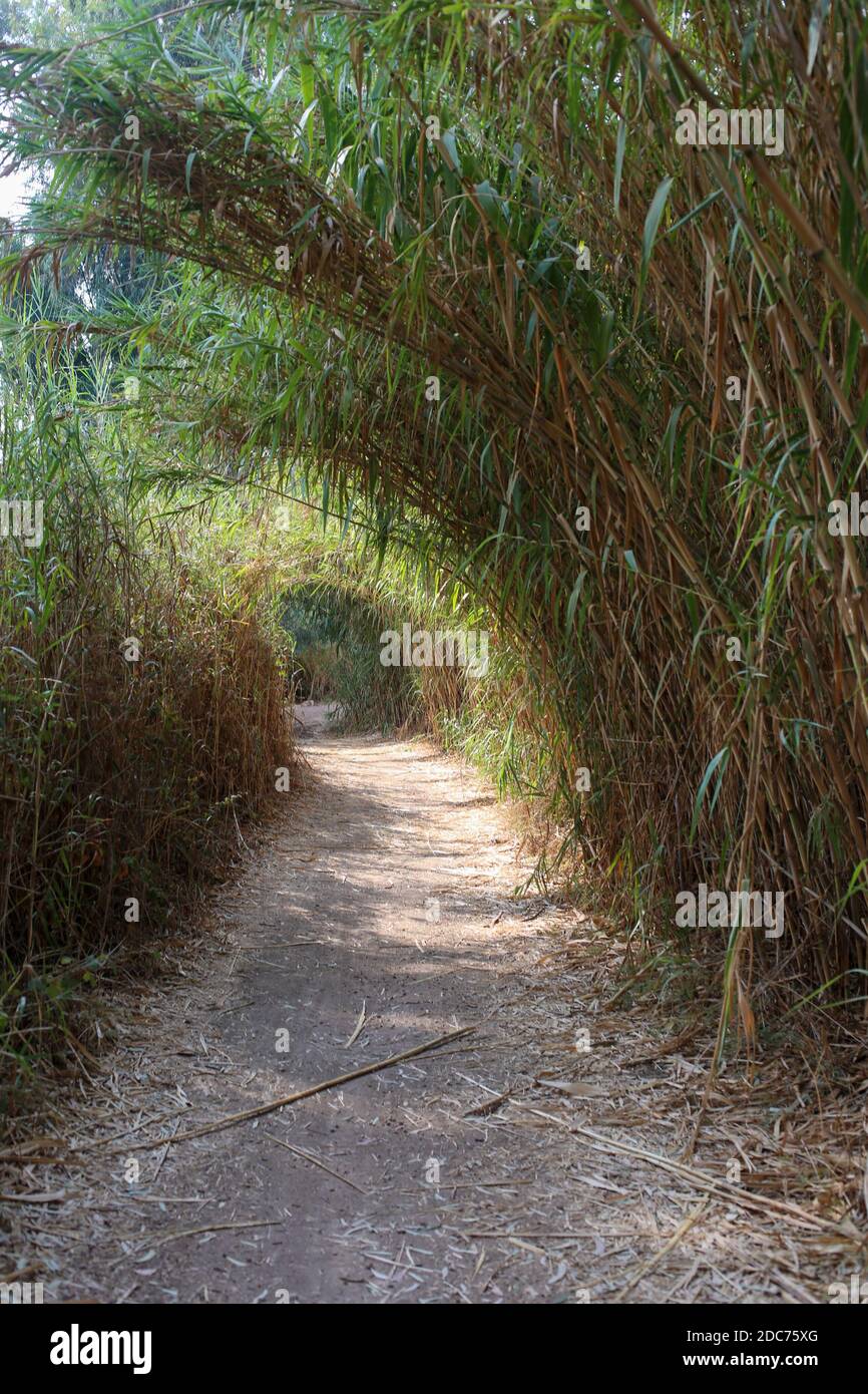 Close view reeds river hi-res stock photography and images - Alamy