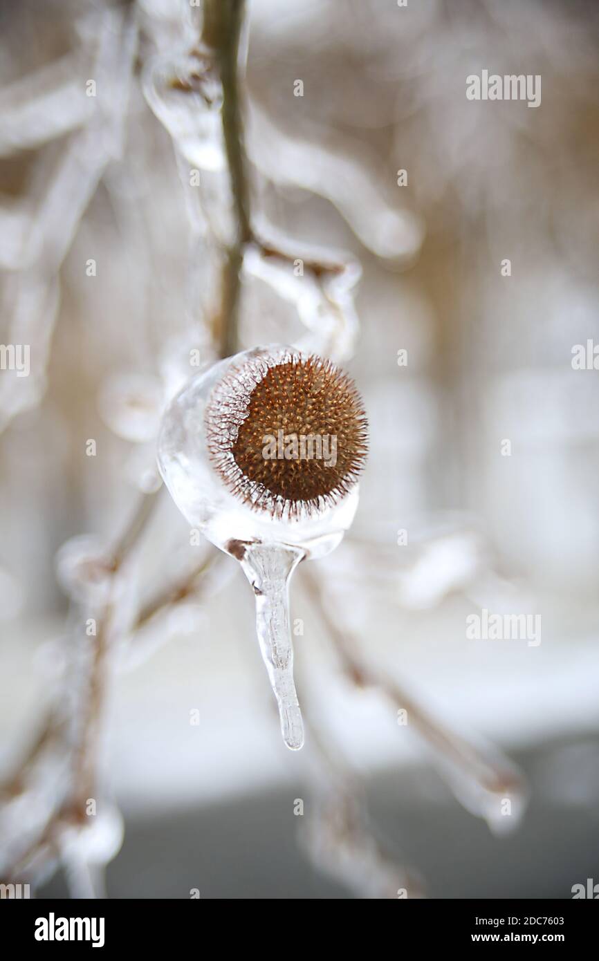 Winter thorn tree hi-res stock photography and images - Alamy