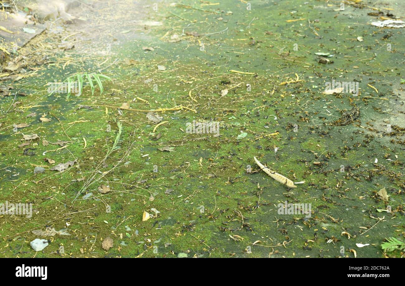 flower and dry leaf falling on moss ground in home garden Stock Photo ...