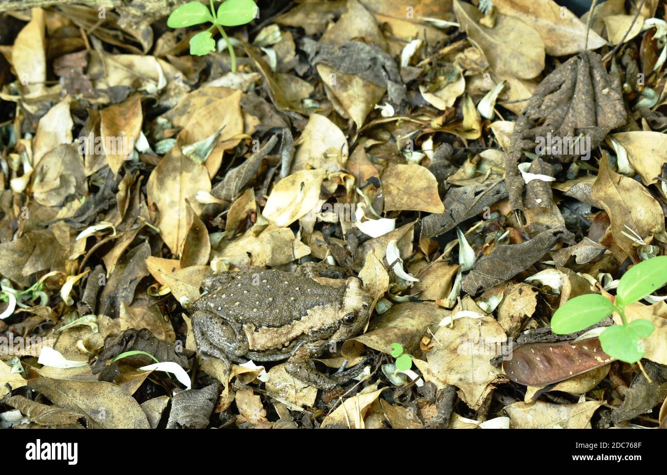 frog puffed big for threaten enemy on ground in forest Stock Photo - Alamy