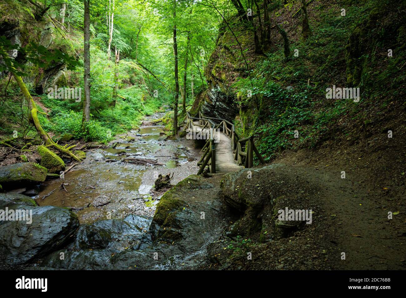 hiking trail along a stream in the forest with wooden bridges ...