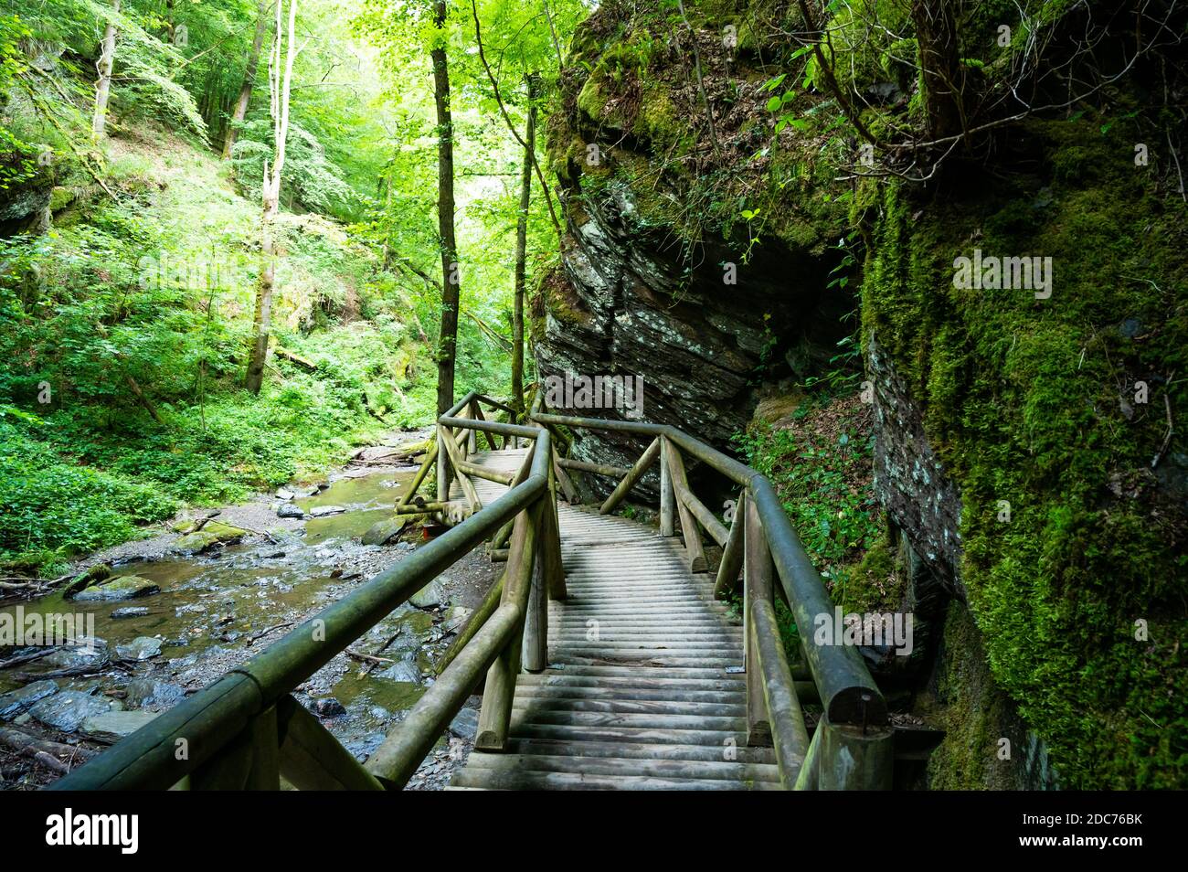 hiking trail along a stream in the forest with wooden bridges ...