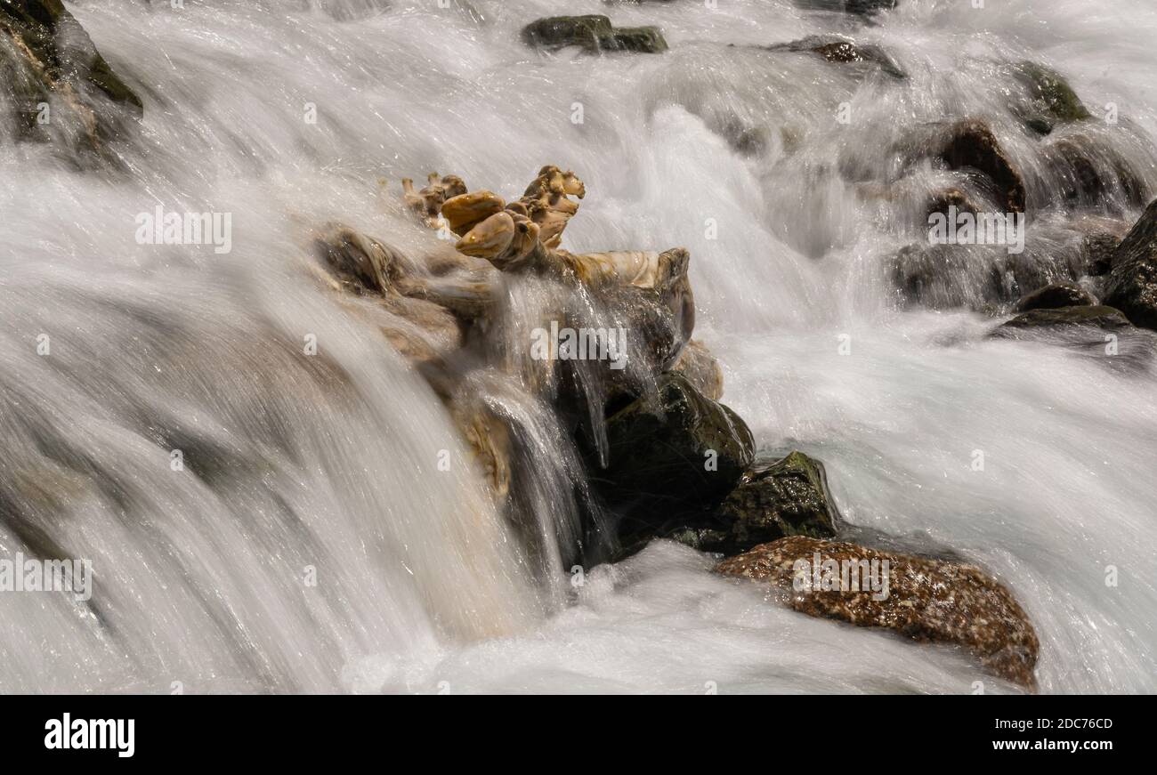 Skeleton of animal in a wild mountain stream in Kyrgyzstan Stock Photo ...