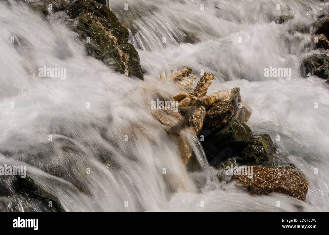 Skeleton of animal in a wild mountain stream in Kyrgyzstan Stock Photo ...