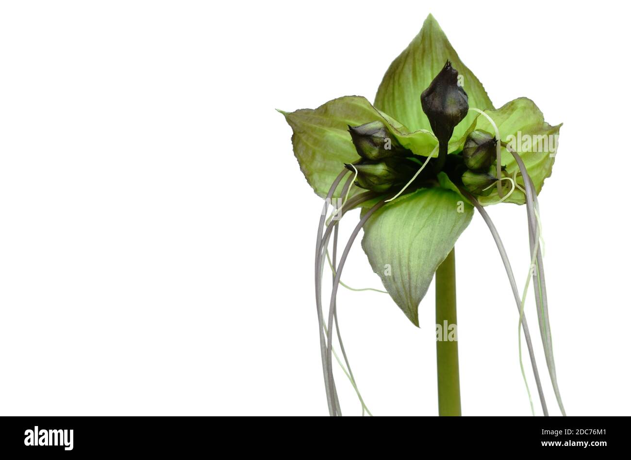 bat flower or Tacca chantrieri tropical herb on white background Stock ...