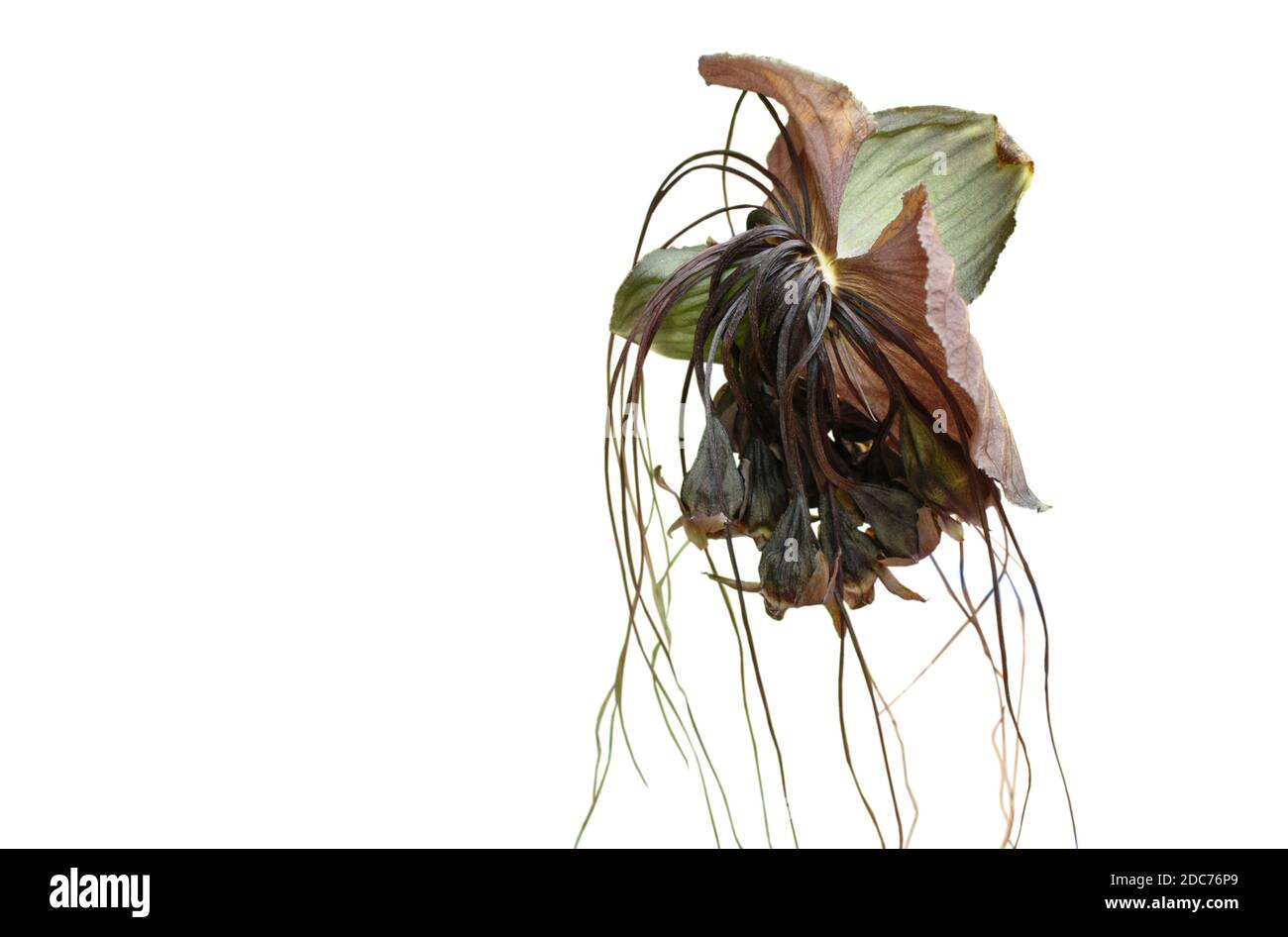 bat flower or Tacca chantrieri tropical herb on white background Stock ...