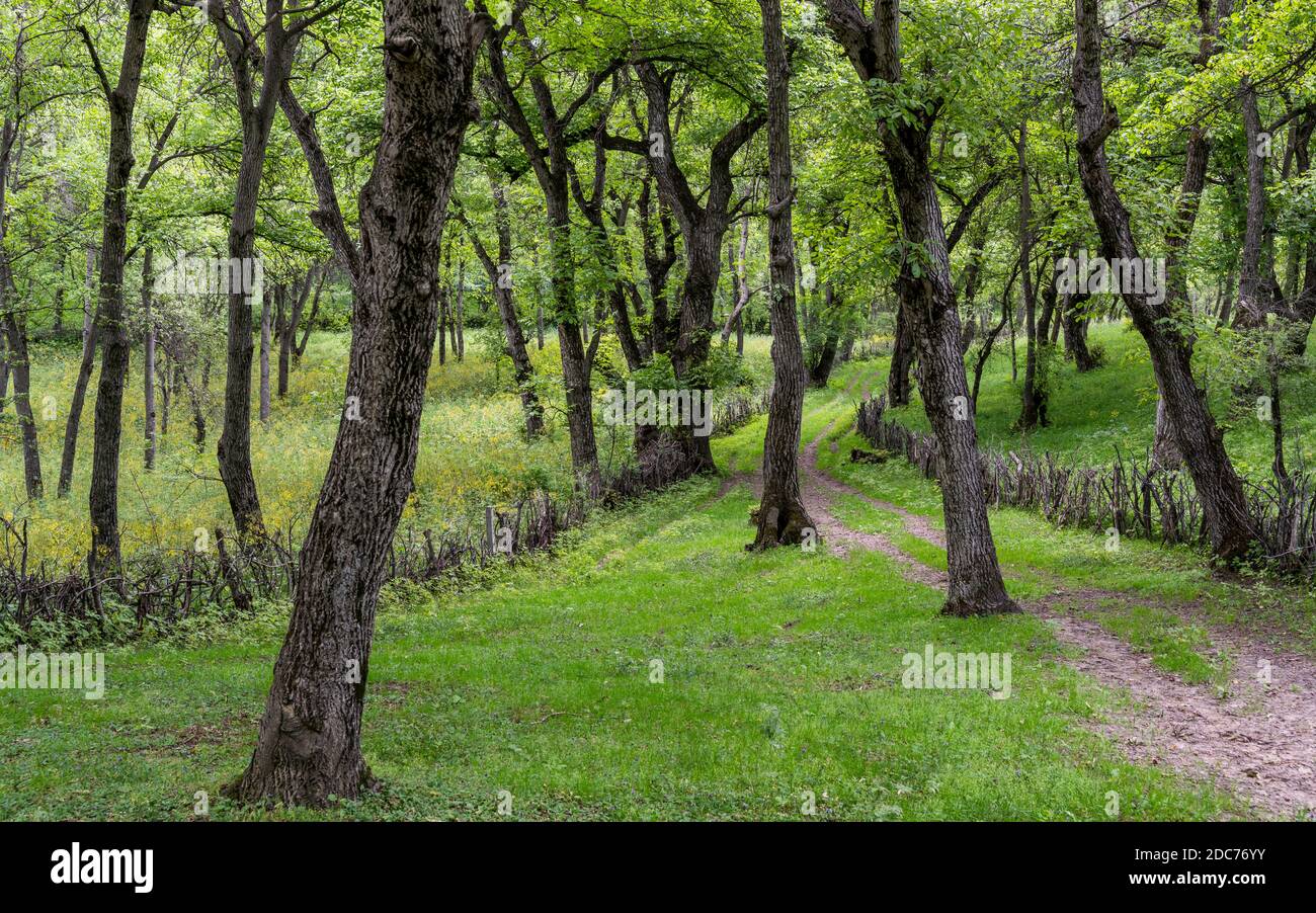 Walnut trees in a walnut forest with fence in Arslanbob in Kyrgyzstan ...