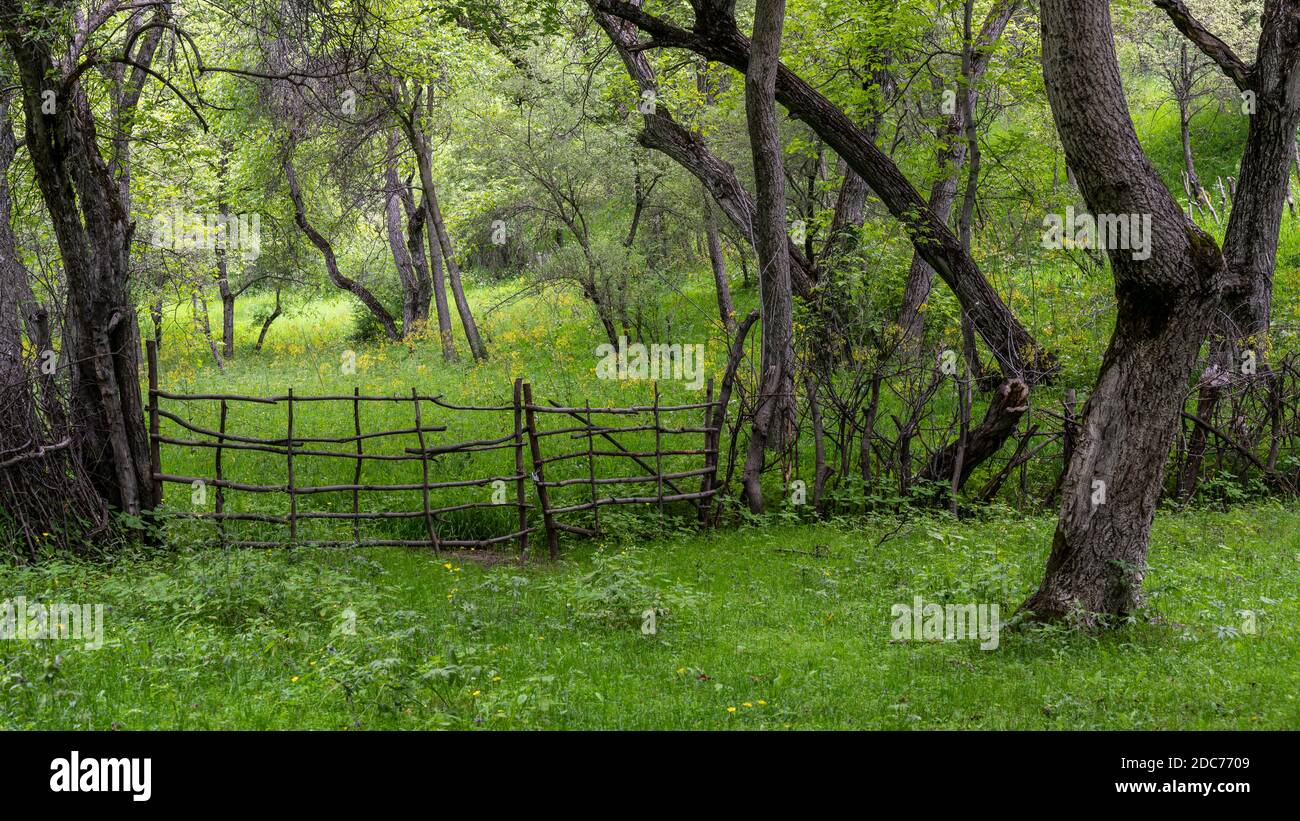 Walnut trees in a walnut forest with fence in Arslanbob in Kyrgyzstan ...