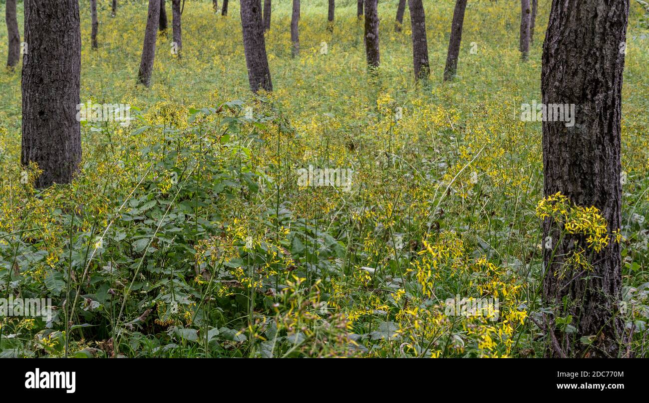 Walnut harvest arslanbob hi-res stock photography and images - Alamy