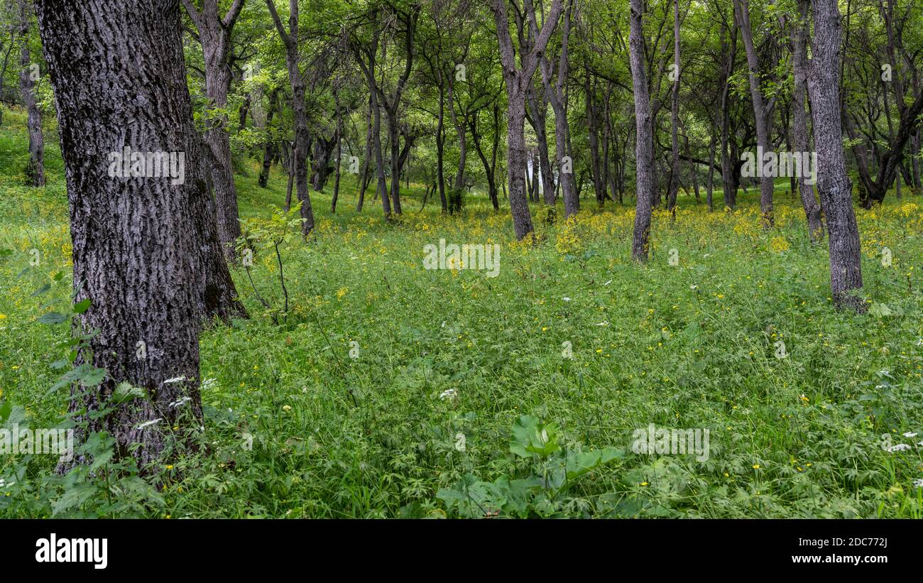 Walnut harvest arslanbob hi-res stock photography and images - Alamy