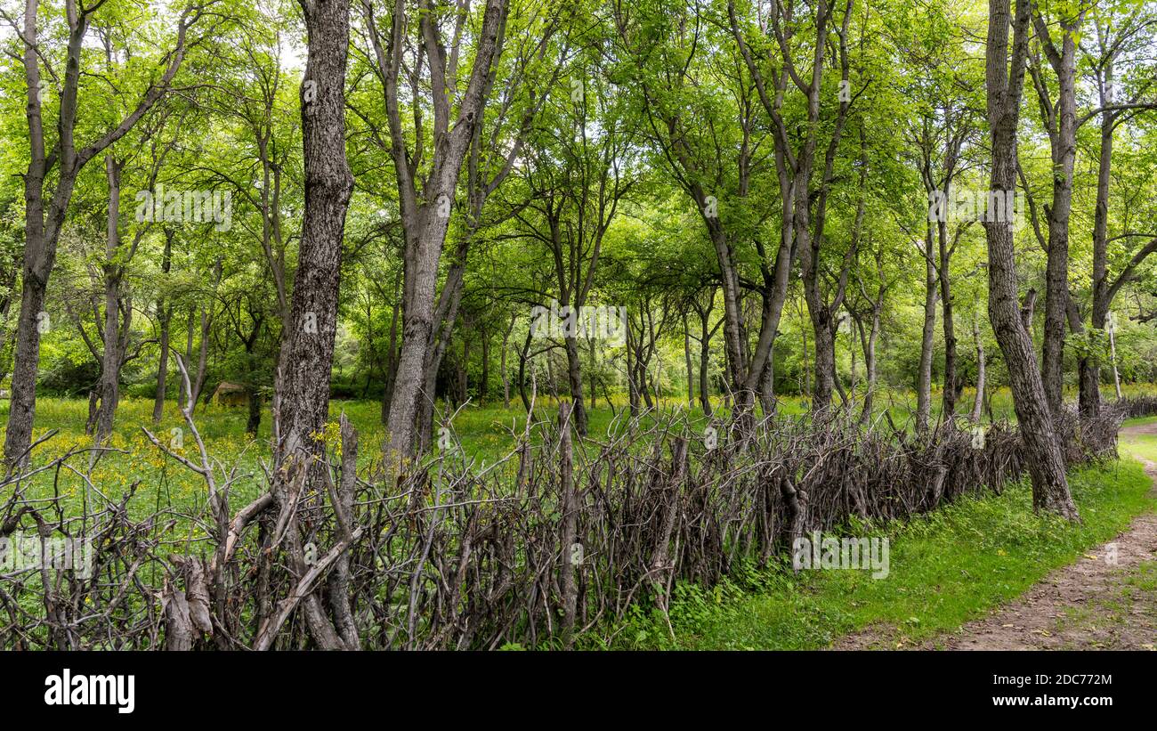 Walnut trees in a walnut forest in Arslanbob in Kyrgyzstan Stock Photo ...
