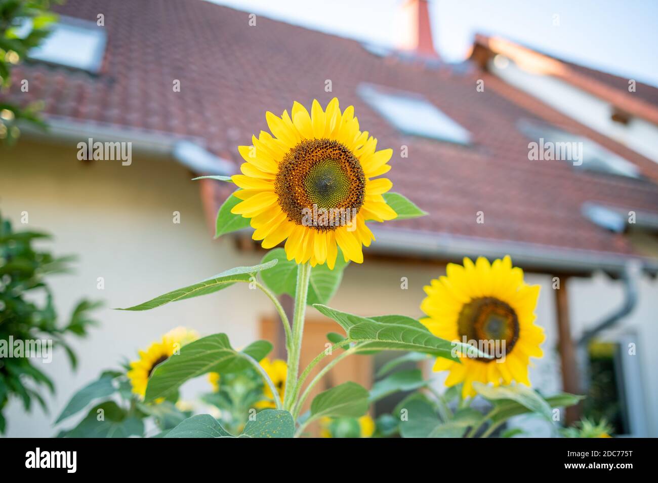 sunflower in a front garden, with house in the background Stock Photo ...