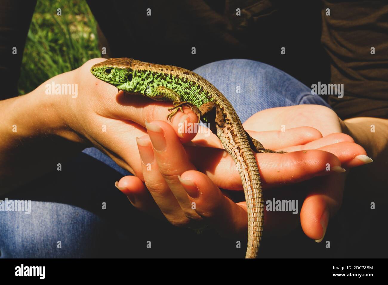 A lizard on a woman's hands Stock Photo - Alamy