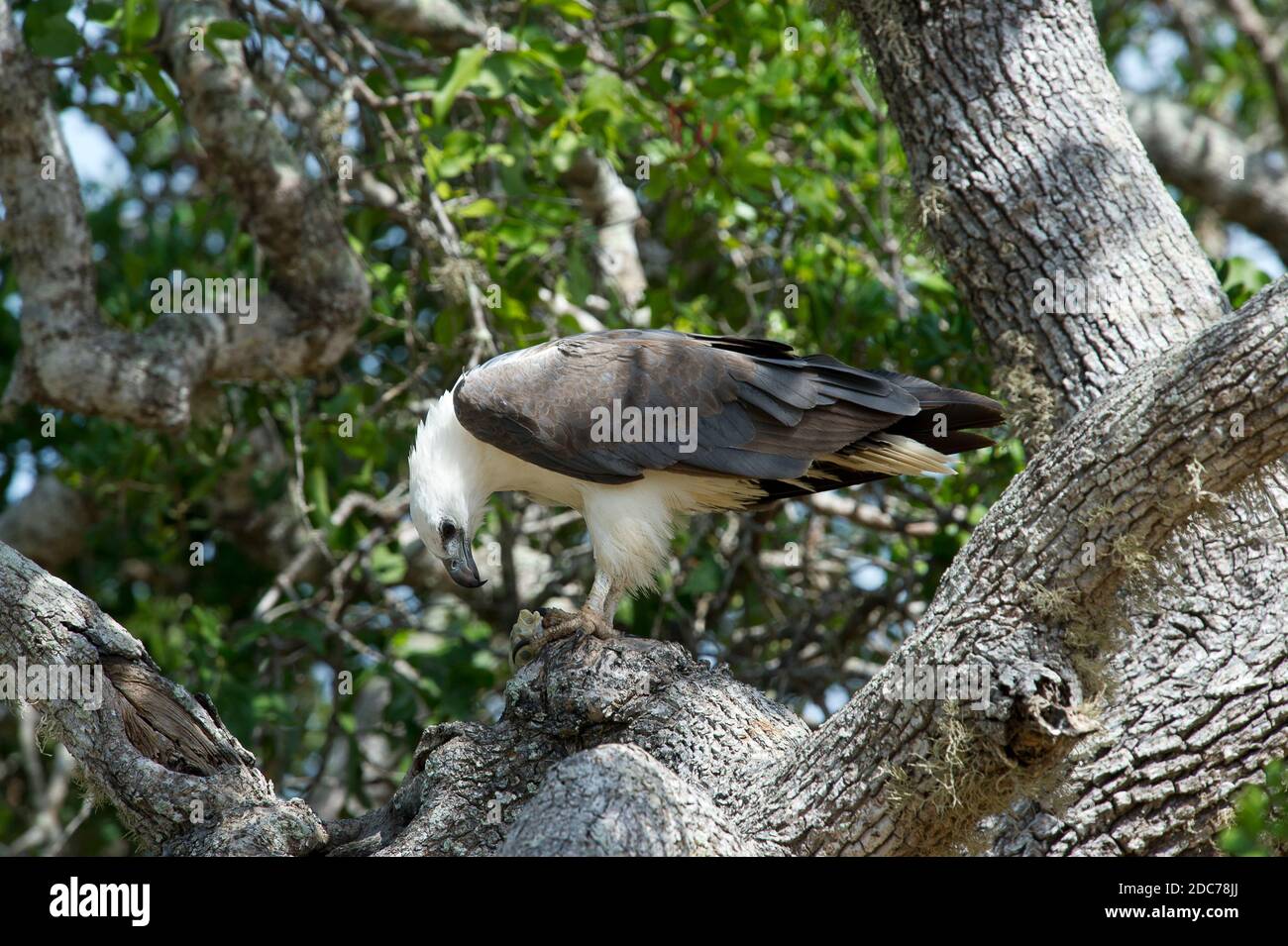 Grey bellied hawk hi-res stock photography and images - Alamy