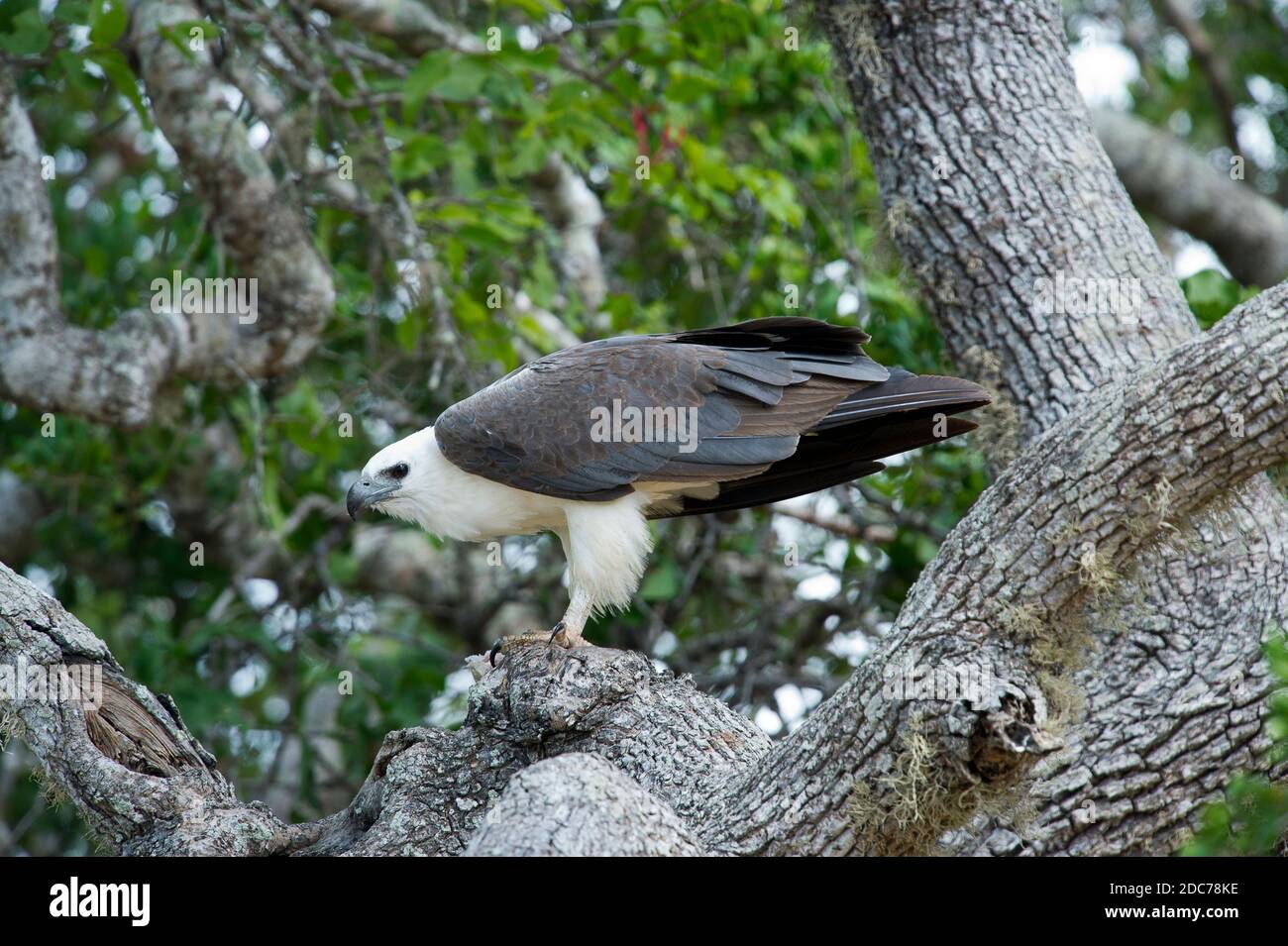 Grey bellied hawk hi-res stock photography and images - Alamy