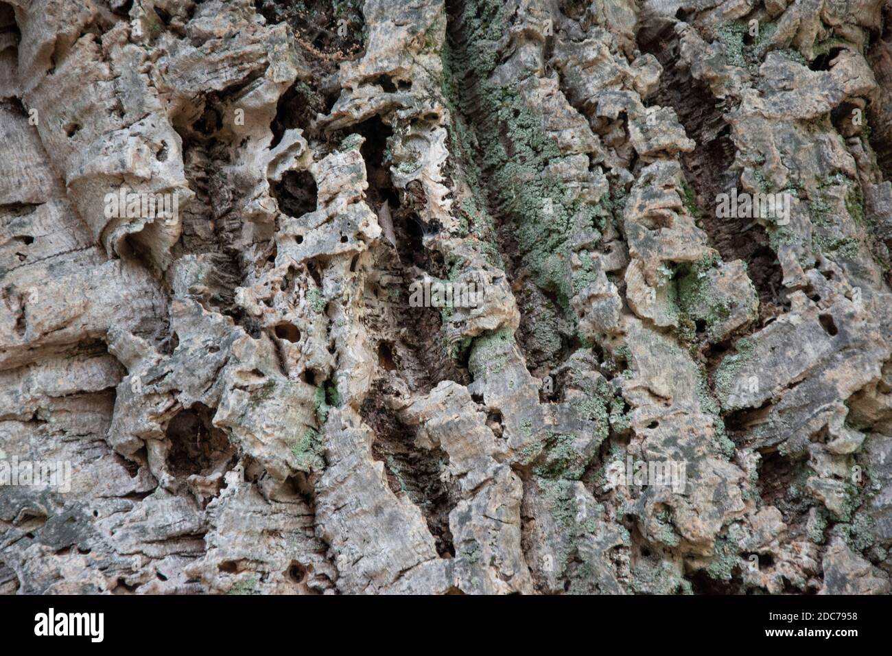 Cork tree structure hi-res stock photography and images - Alamy