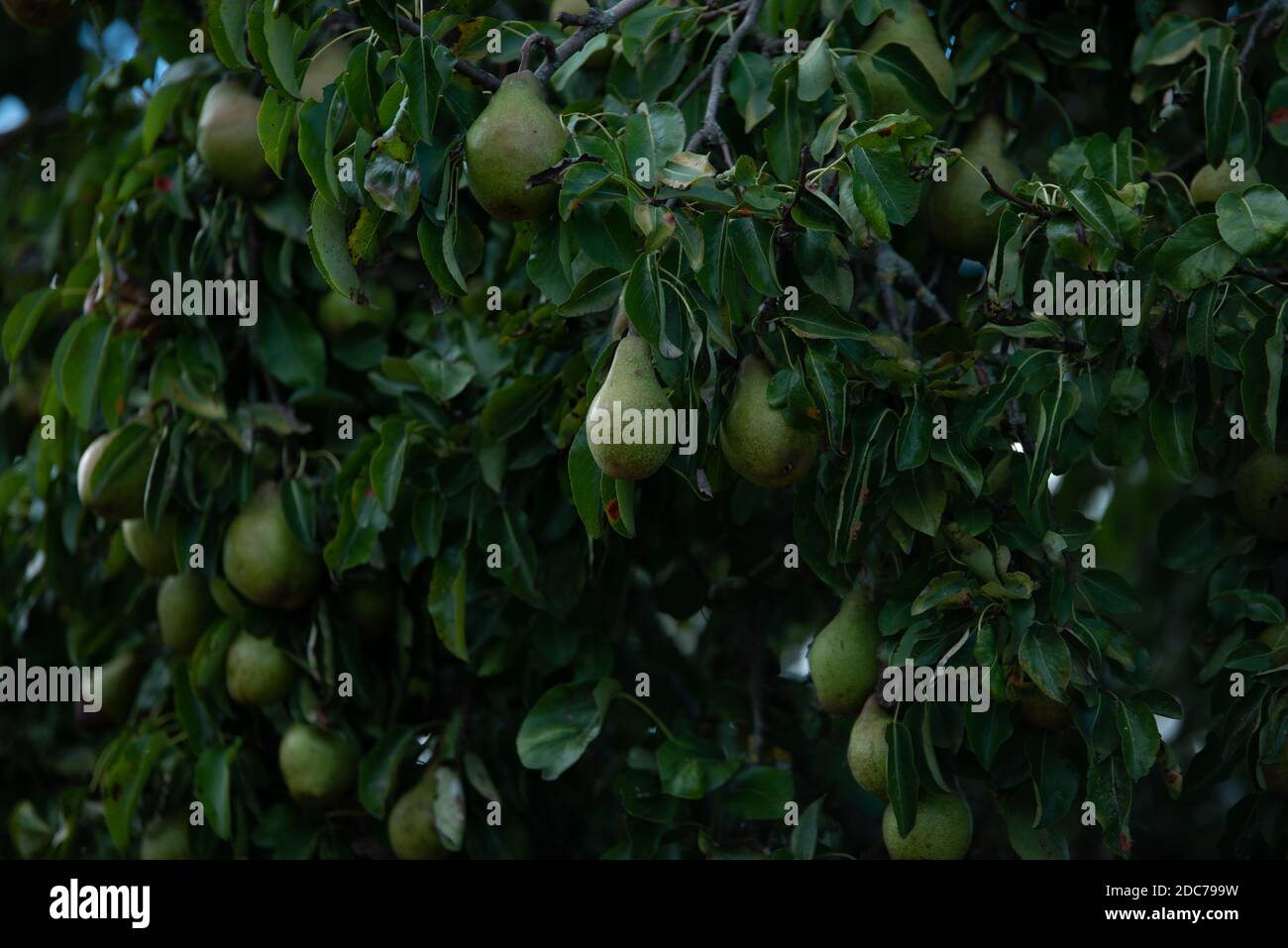 moody photo of pears on a tree Stock Photo - Alamy