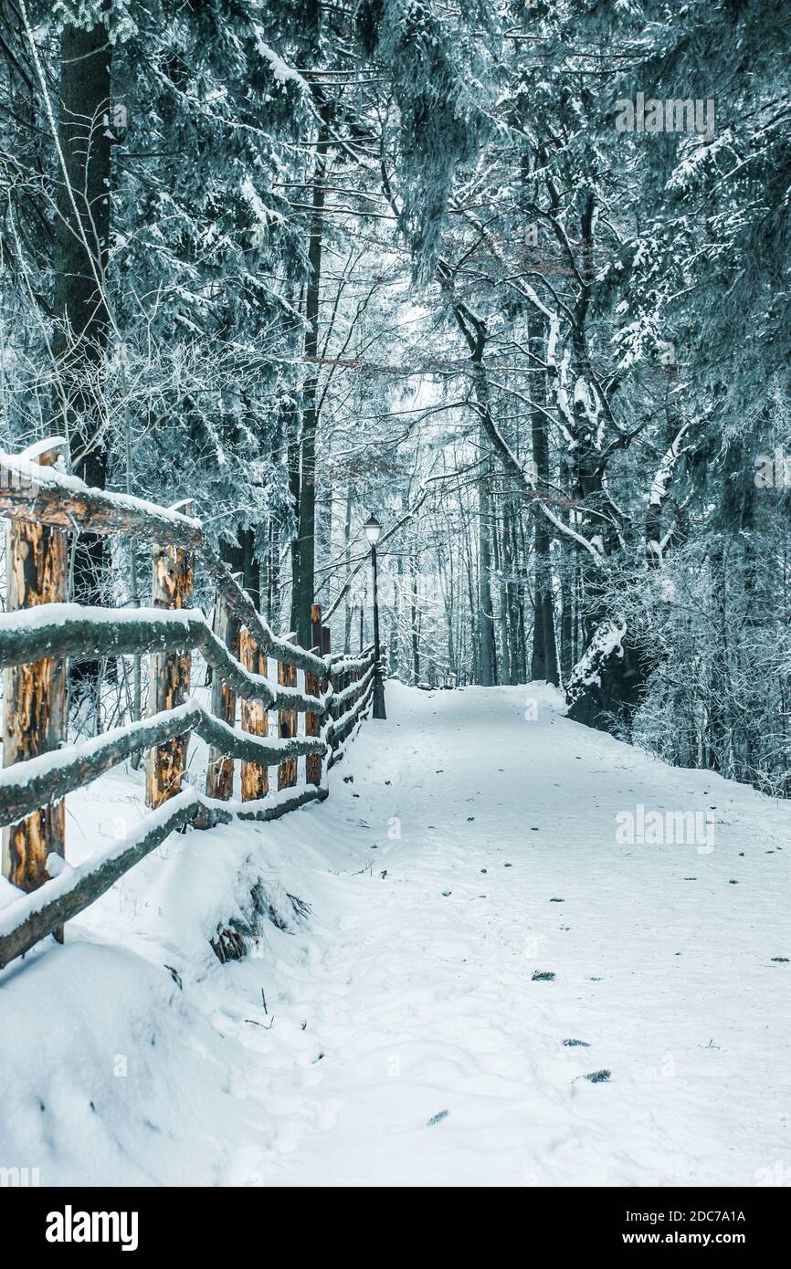 Beautiful background of a winter scene in the forest Stock Photo - Alamy