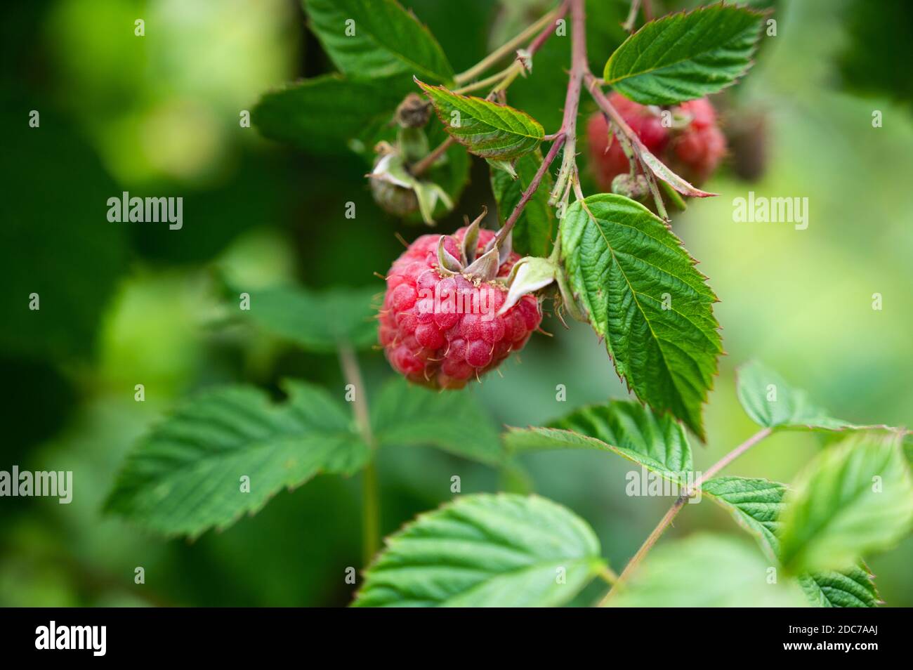 fresh red raspberry hanging from a shrub Stock Photo - Alamy