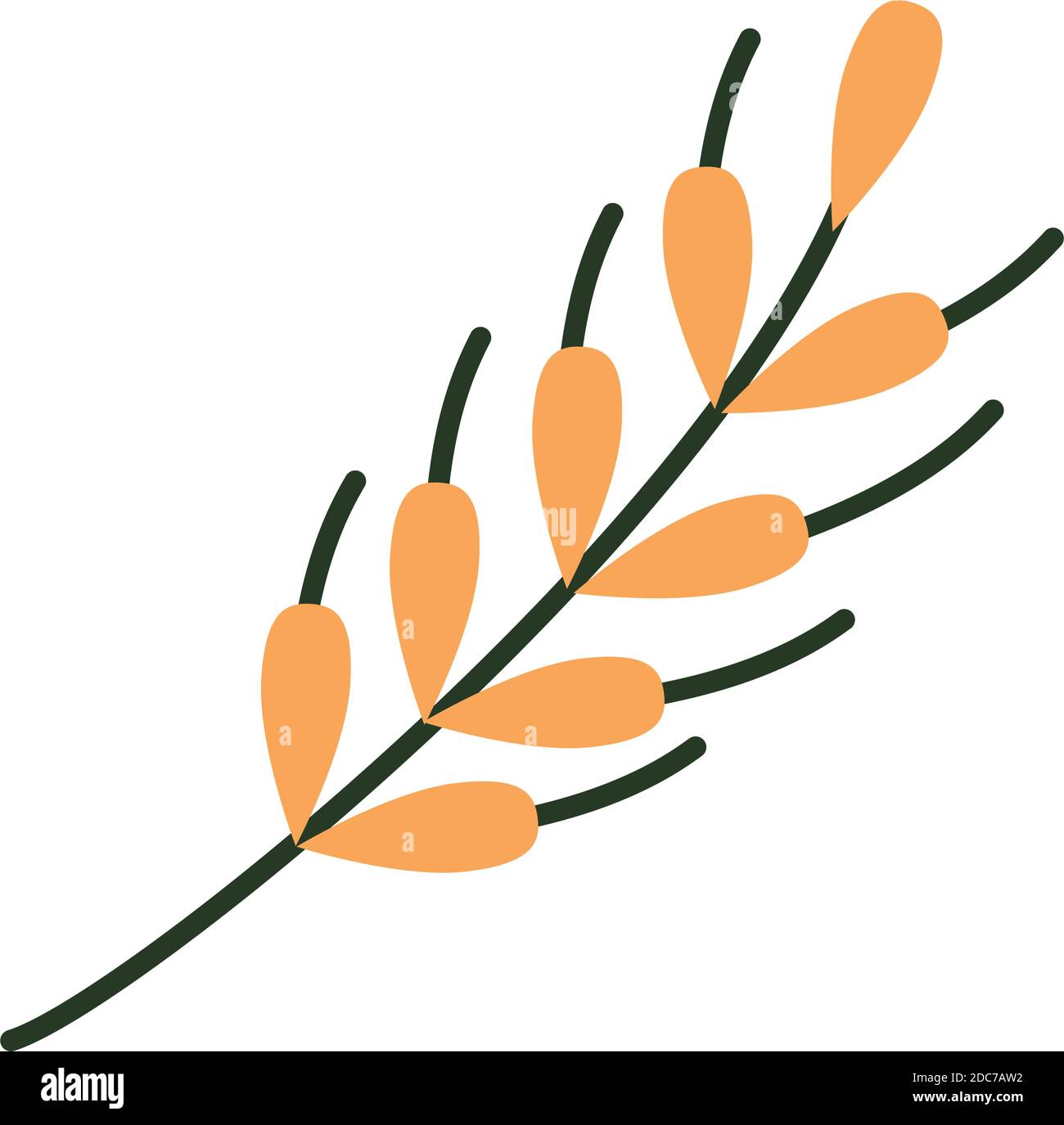 wheat leaves icon over white background, half line half color style ...