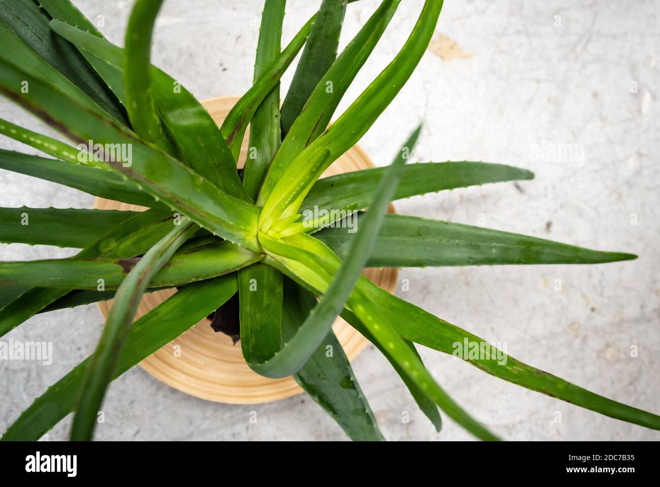 An irregularly light green grown Aloe Vera plant seen from above Stock ...