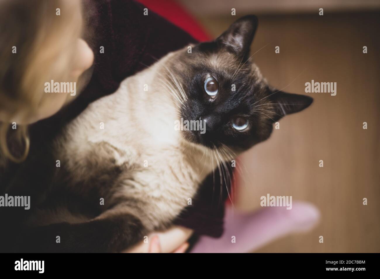 Purebred siamese cat hi-res stock photography and images - Alamy