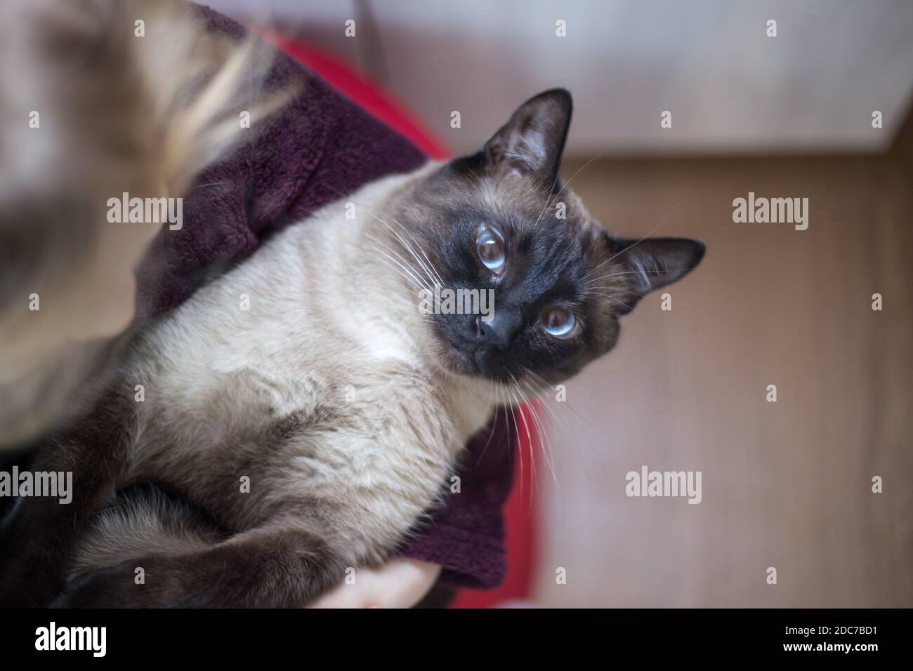 Purebred siamese cat hi-res stock photography and images - Alamy