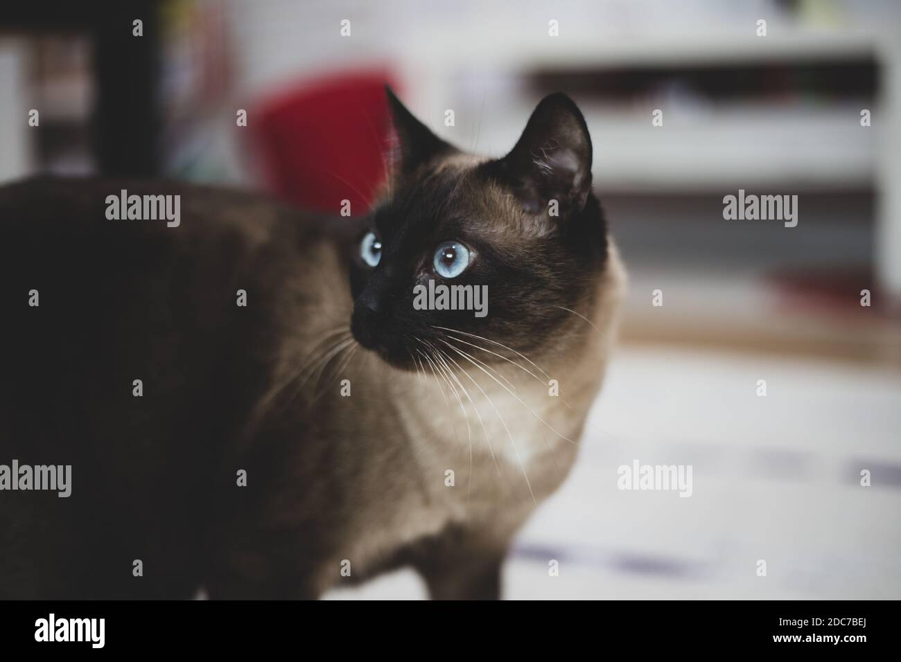 Purebred siamese cat hi-res stock photography and images - Alamy