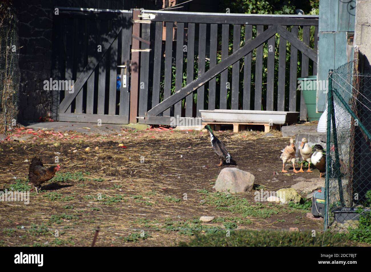 small farm with animals Stock Photo - Alamy