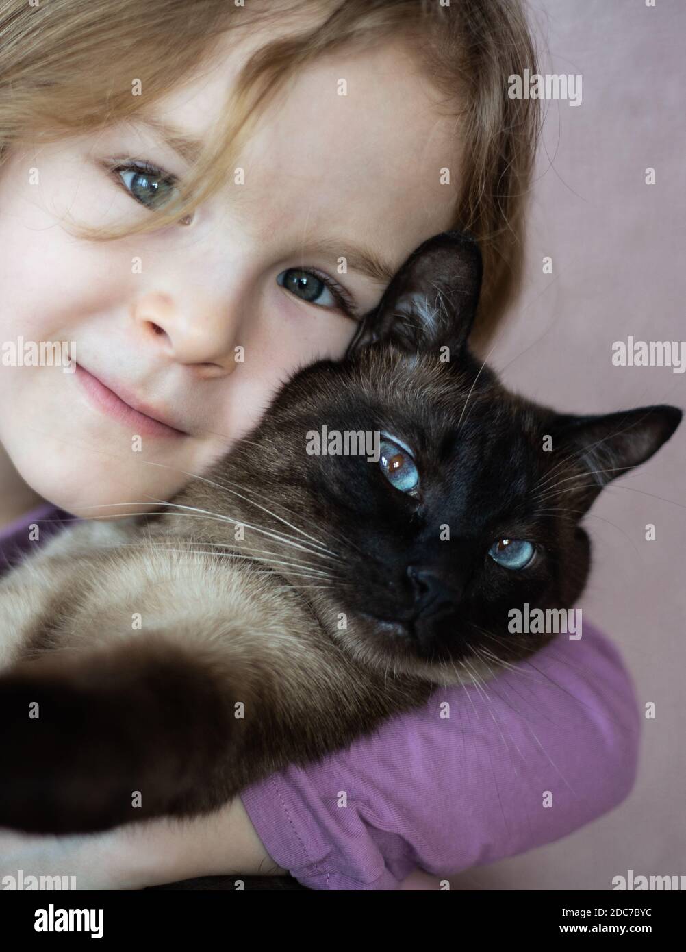 Pedigree siamese cat hi-res stock photography and images - Alamy