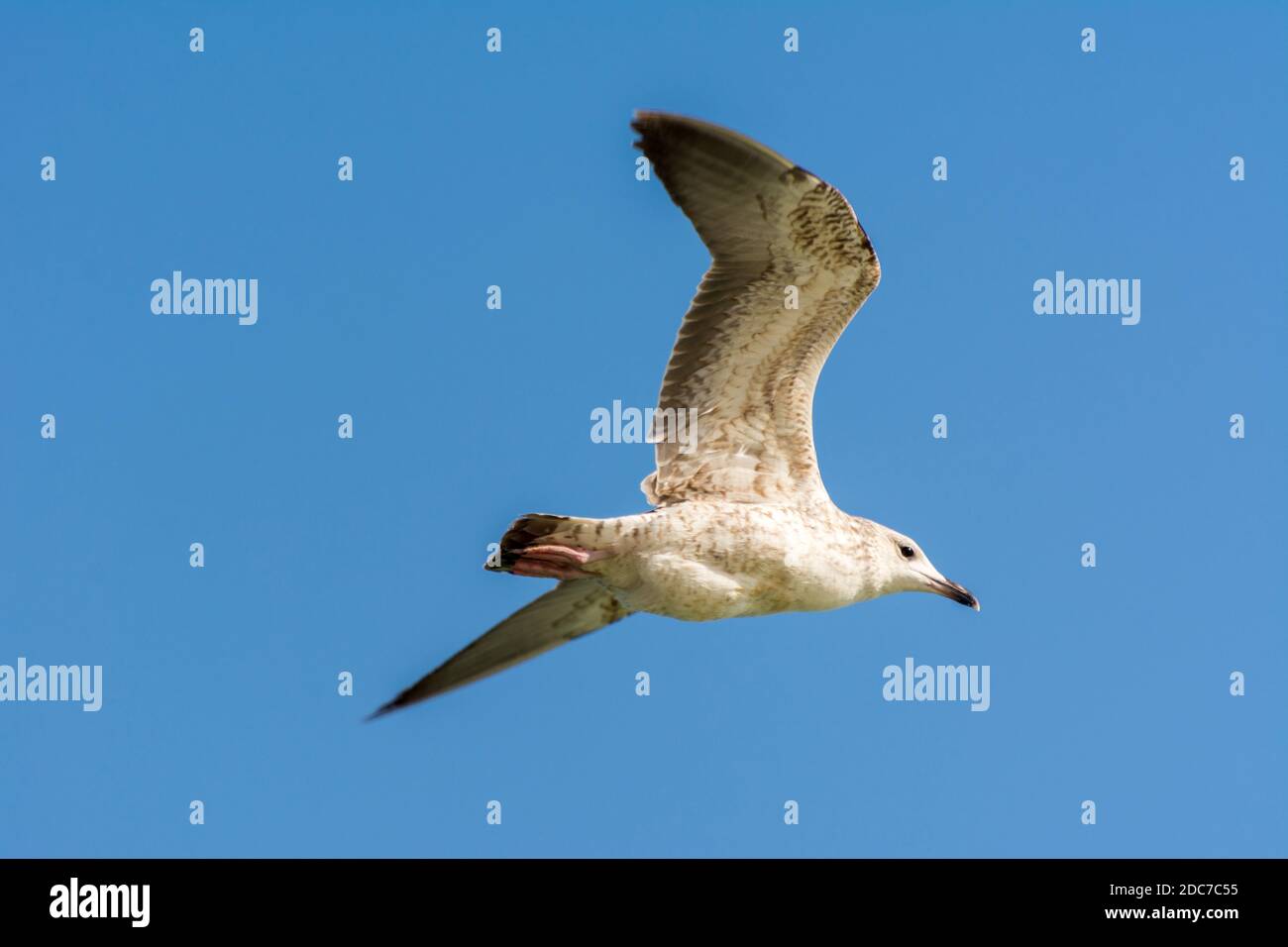Seagull is flying in sky over the sea waters in corniche park, Dammam ...