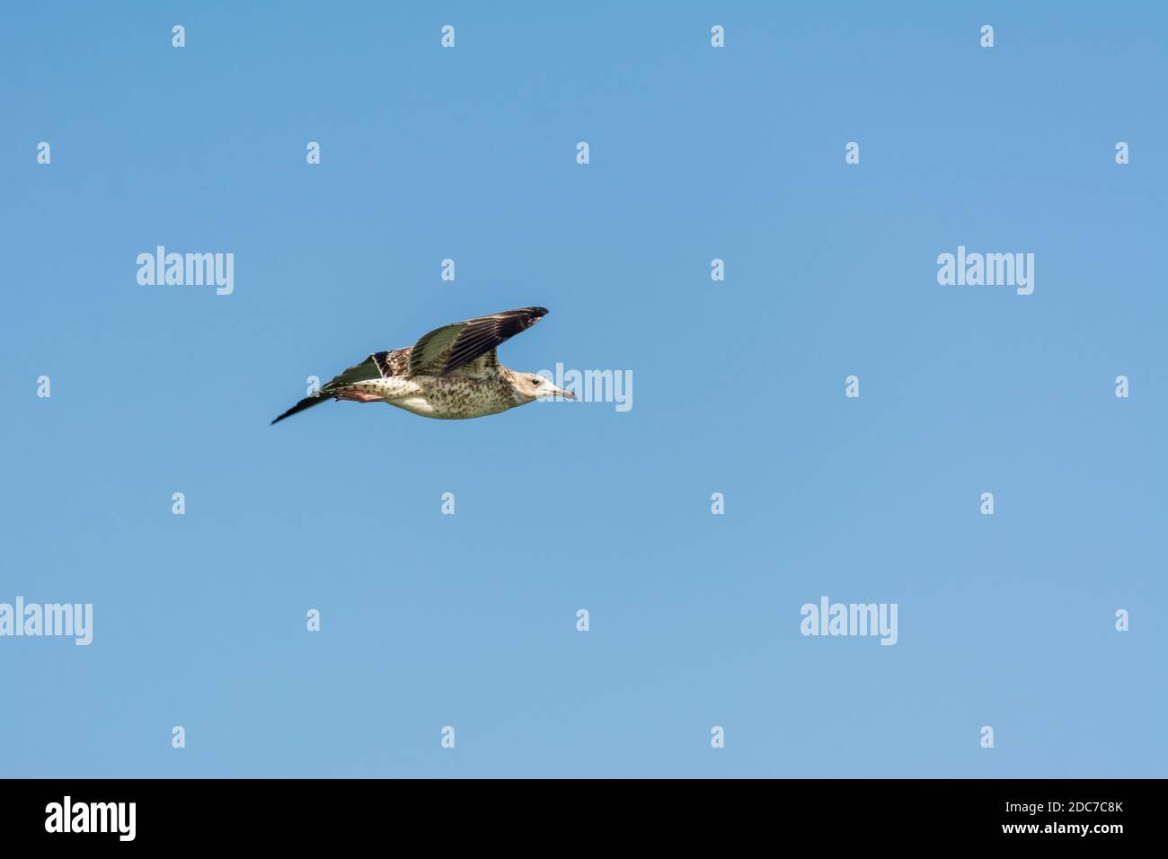 Seagull is flying in sky over the sea waters in corniche park, Dammam ...