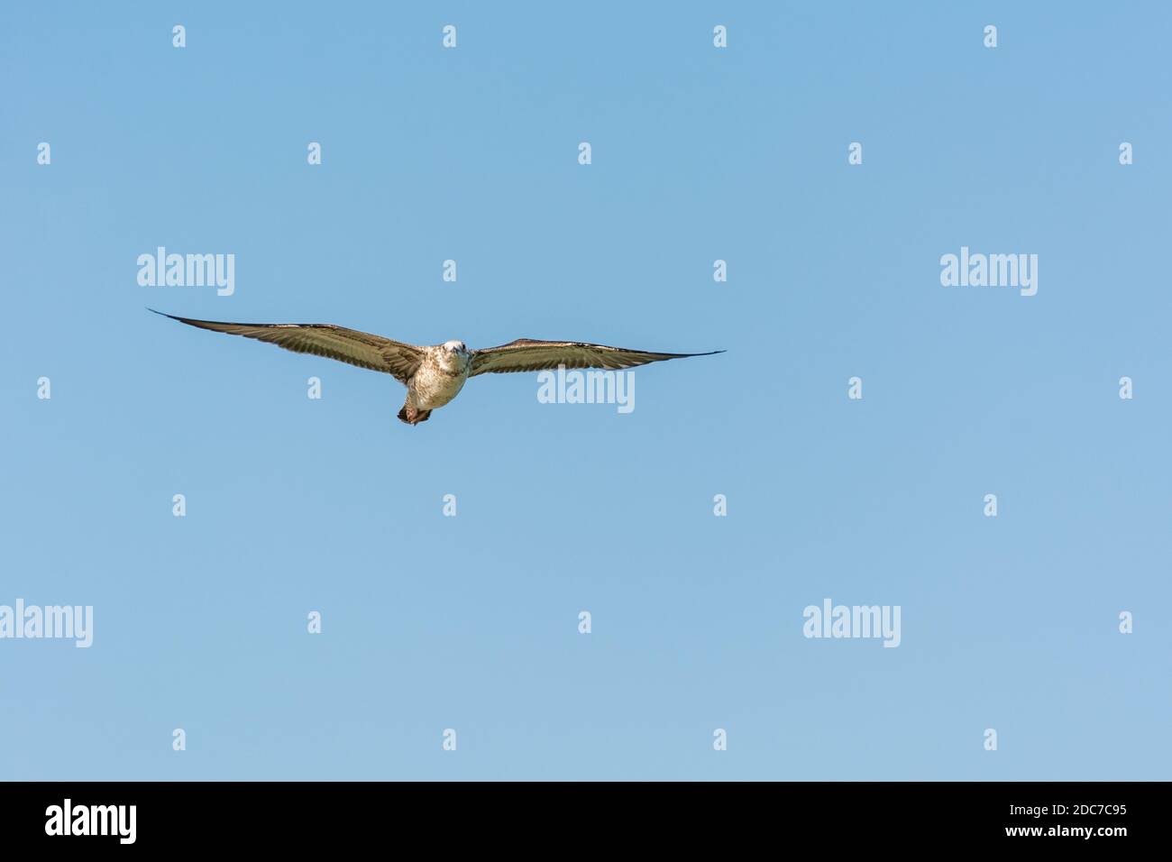 Seagull is flying in sky over the sea waters in corniche park, Dammam ...
