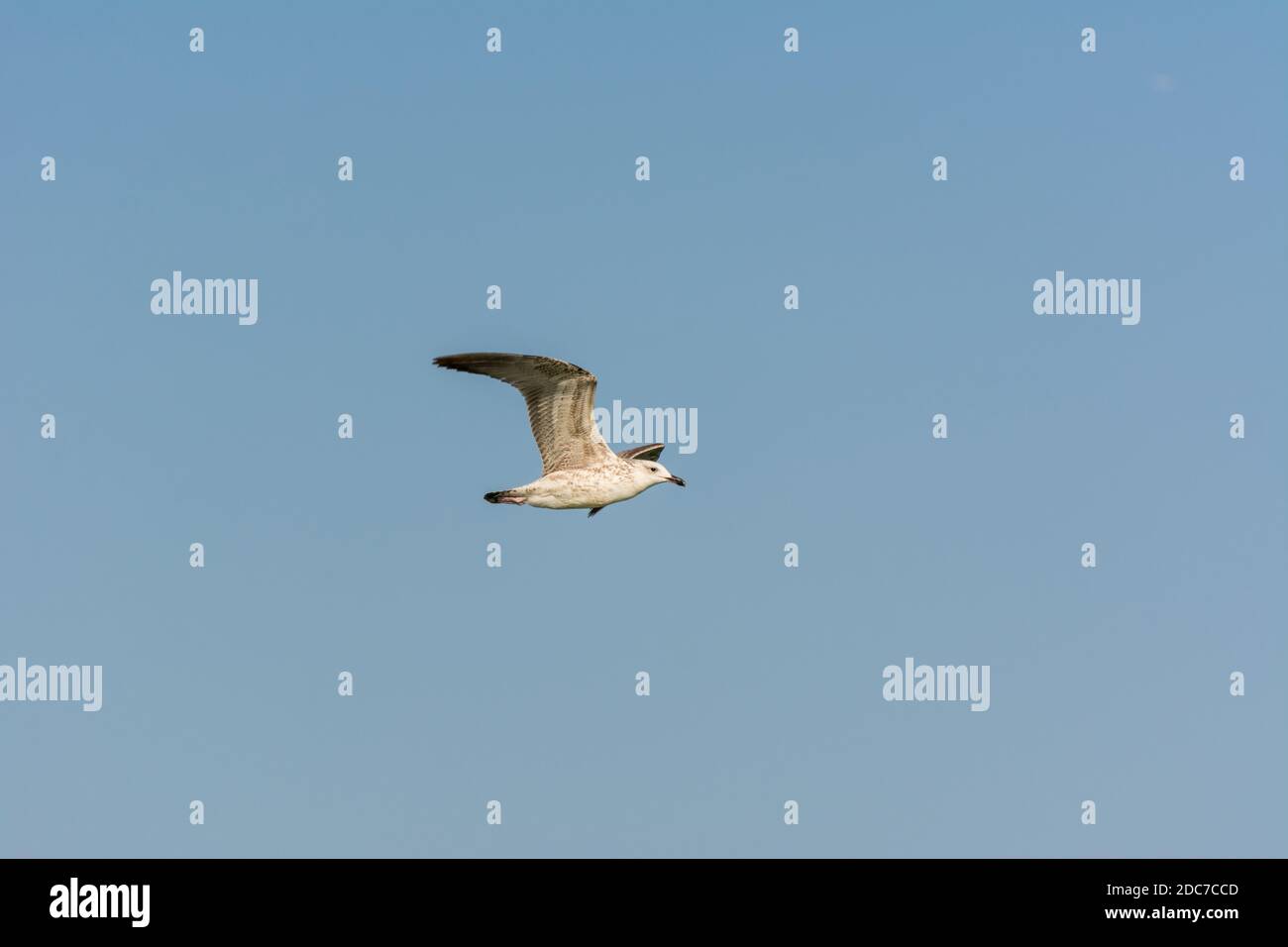 Seagull is flying in sky over the sea waters in corniche park, Dammam ...