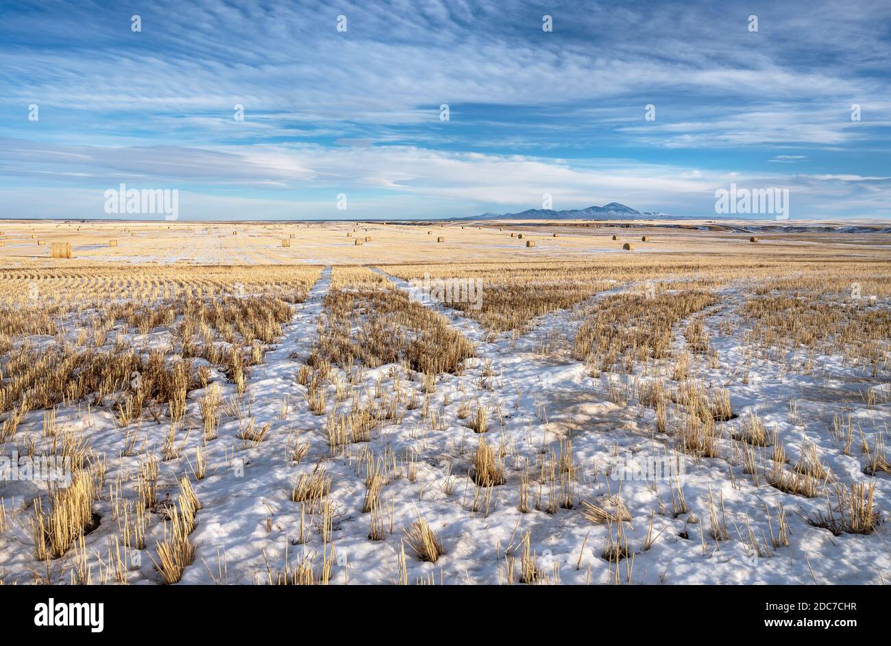 Wheat field and straw bales in the Milk River Valley with the ...