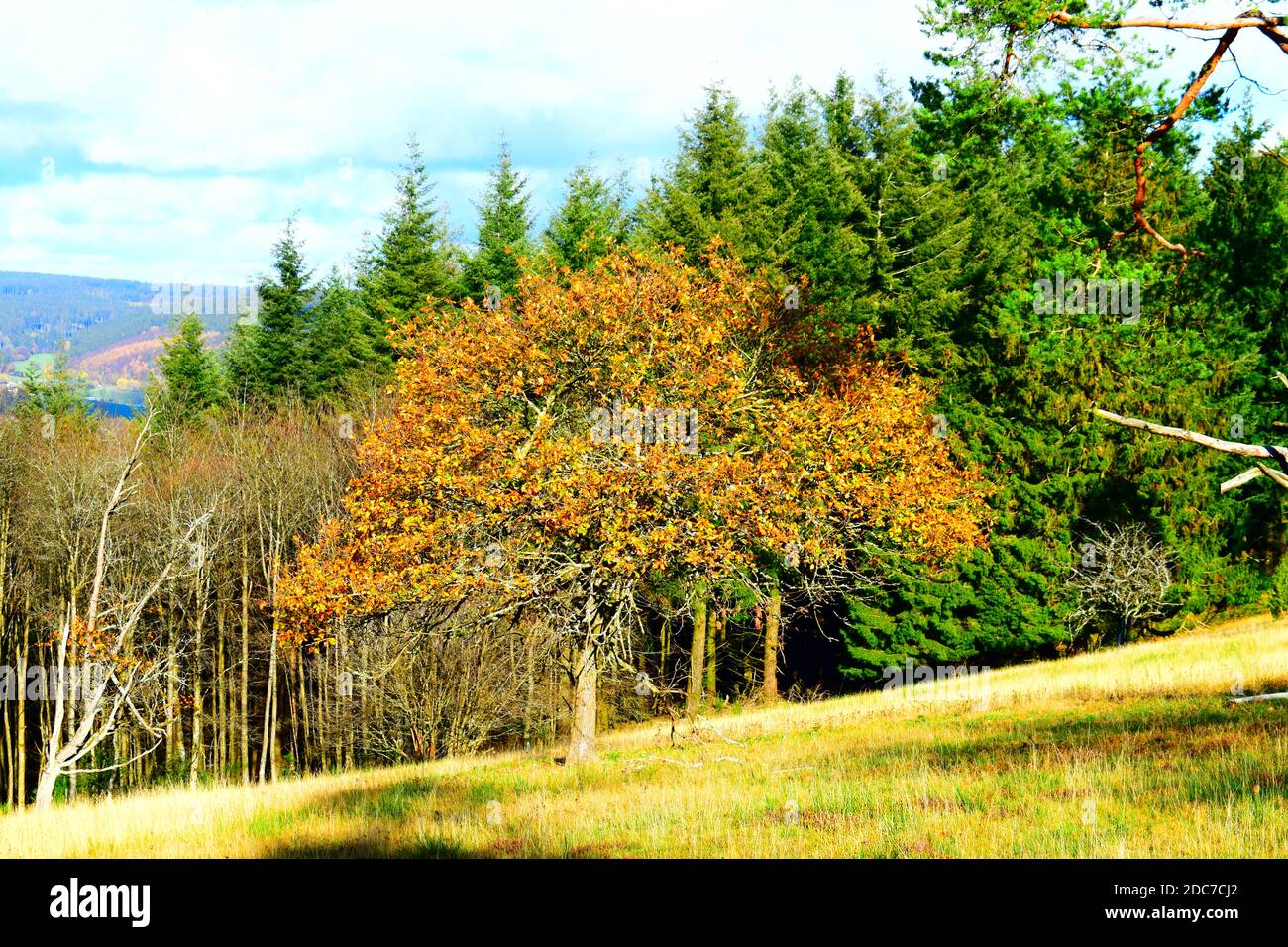 Bergheide Arft in the Eifel during autumn Stock Photo - Alamy