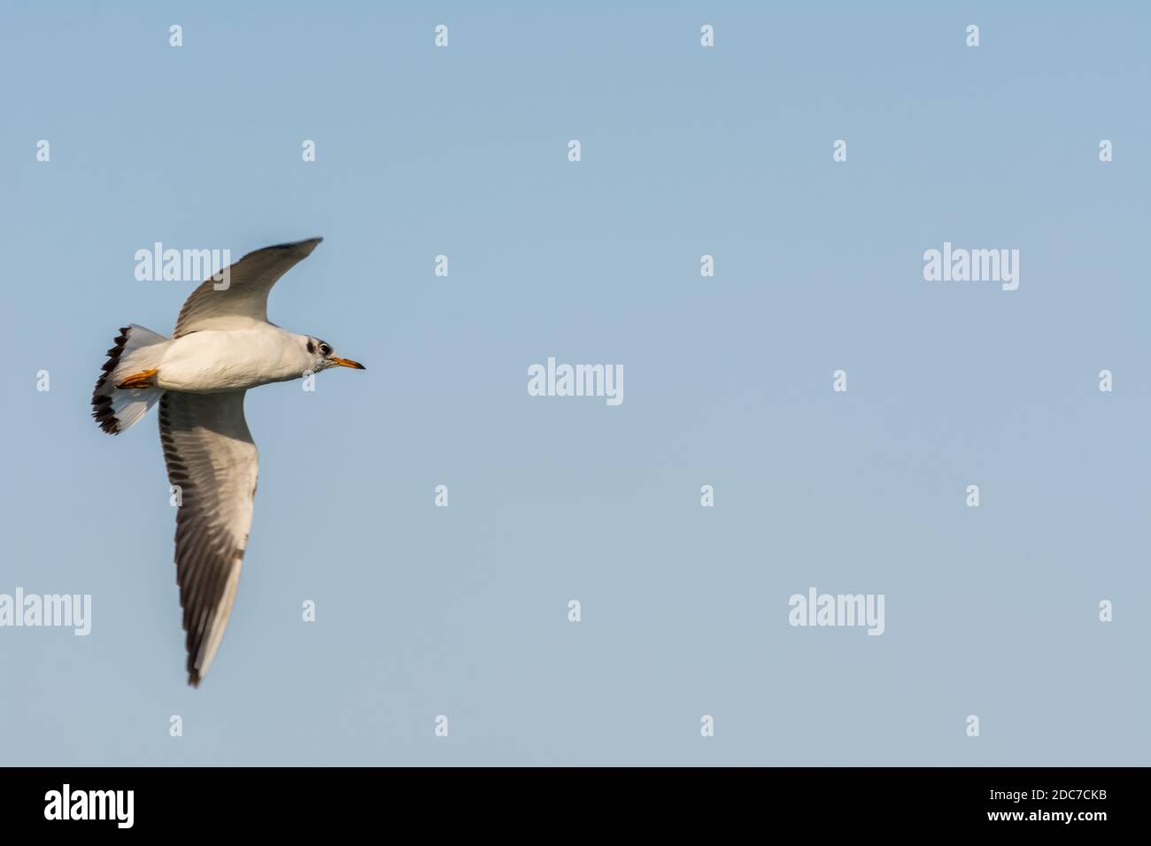 Seagull is flying in sky over the sea waters in corniche park, Dammam ...