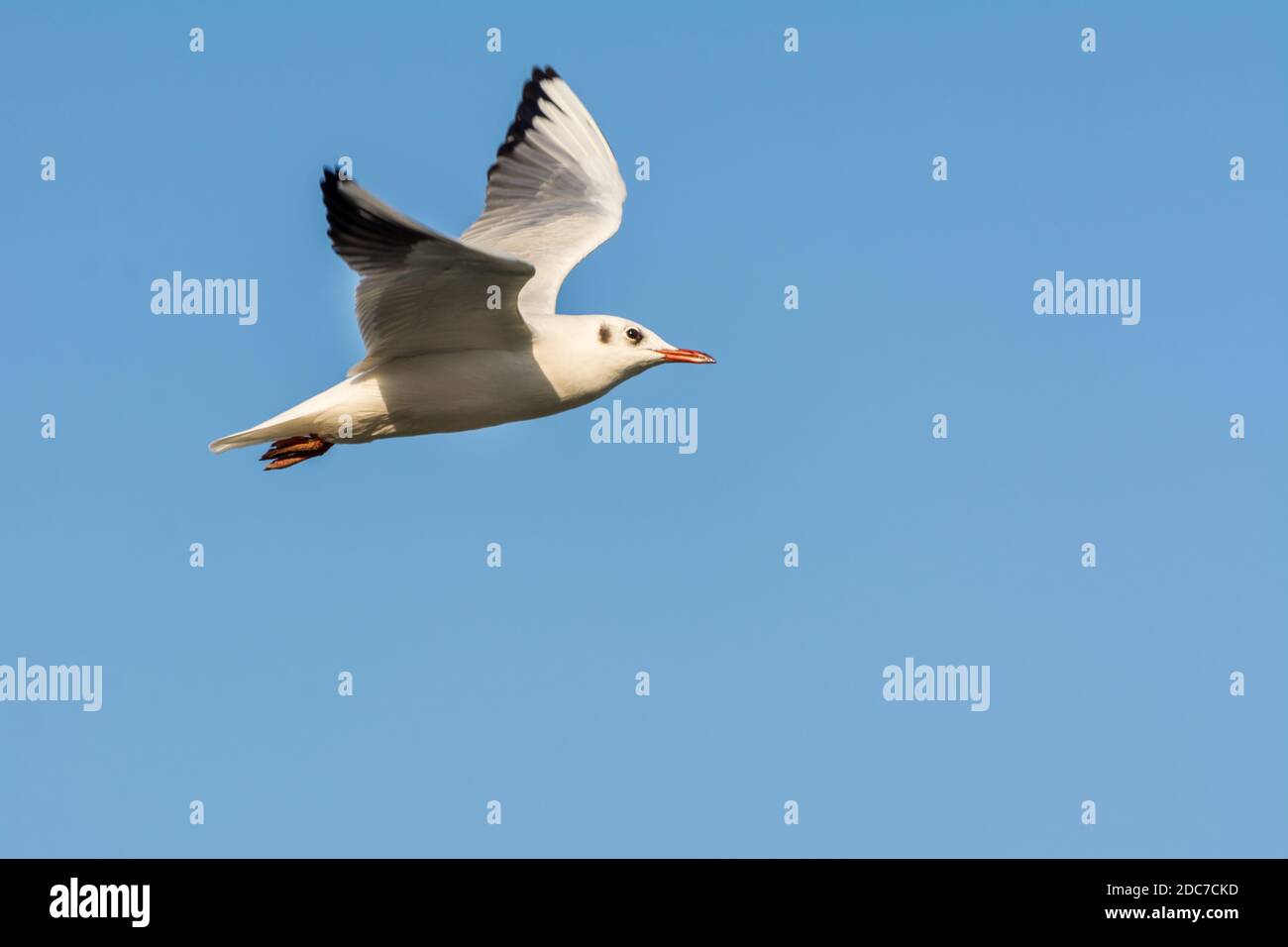 Middle ocean seabird flying hi-res stock photography and images - Alamy