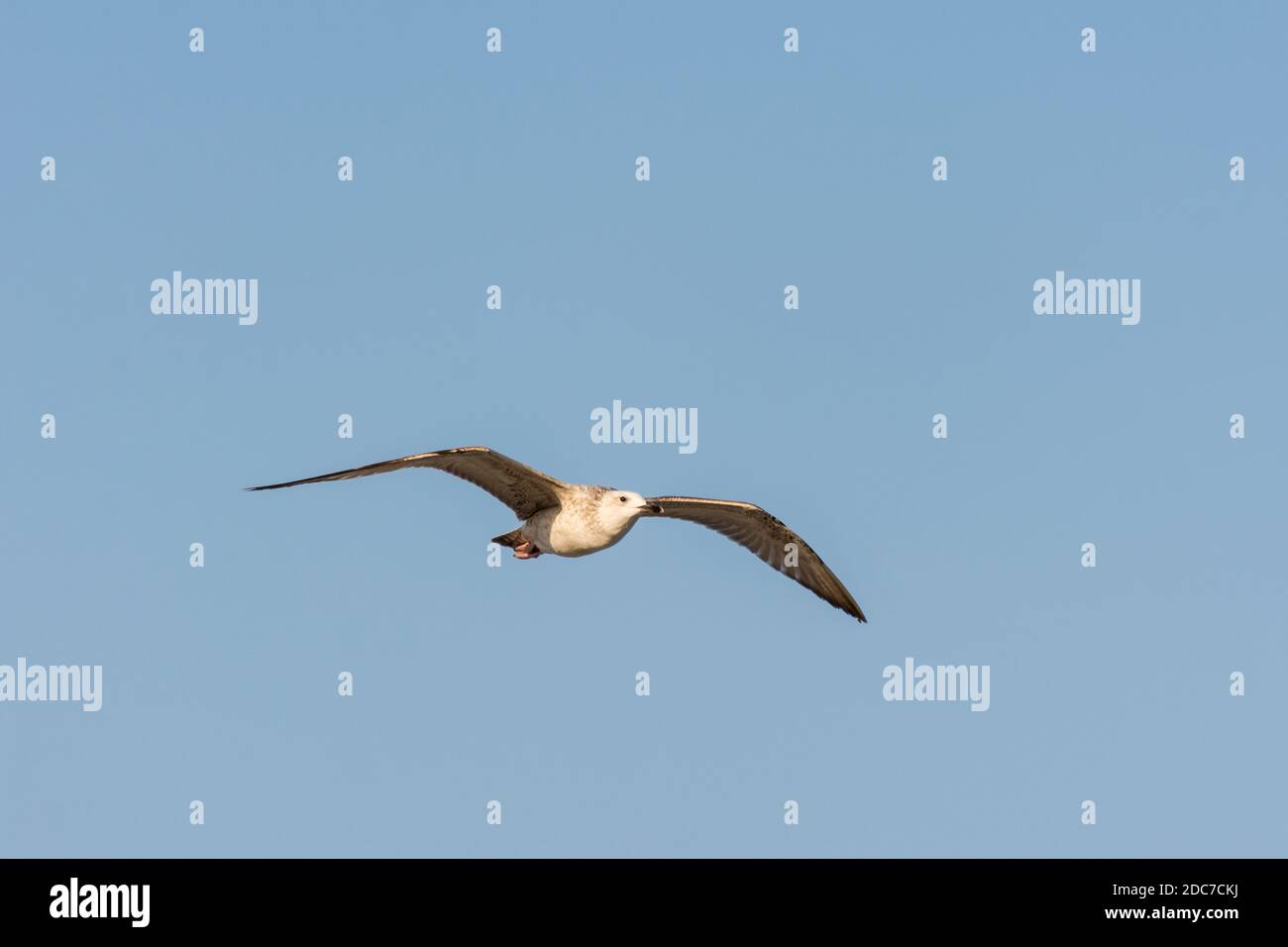 Seagull is flying in sky over the sea waters in corniche park, Dammam ...