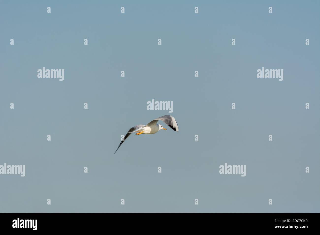 Seagull is flying in sky over the sea waters in corniche park, Dammam ...