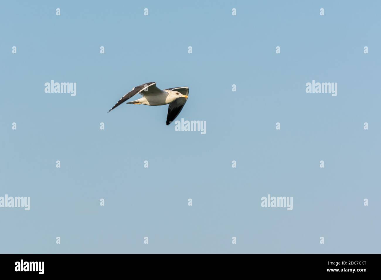 Seagull is flying in sky over the sea waters in corniche park, Dammam ...