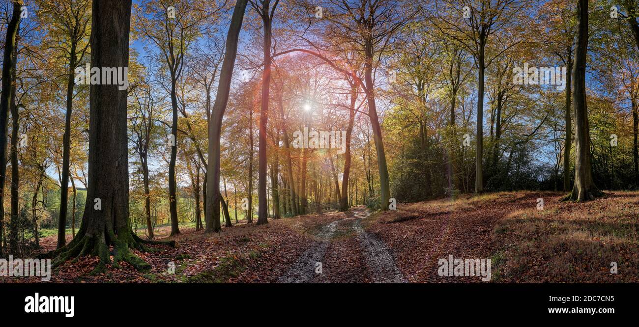 Panoramic photograph of back lit forest with elm and ash trees Stock ...