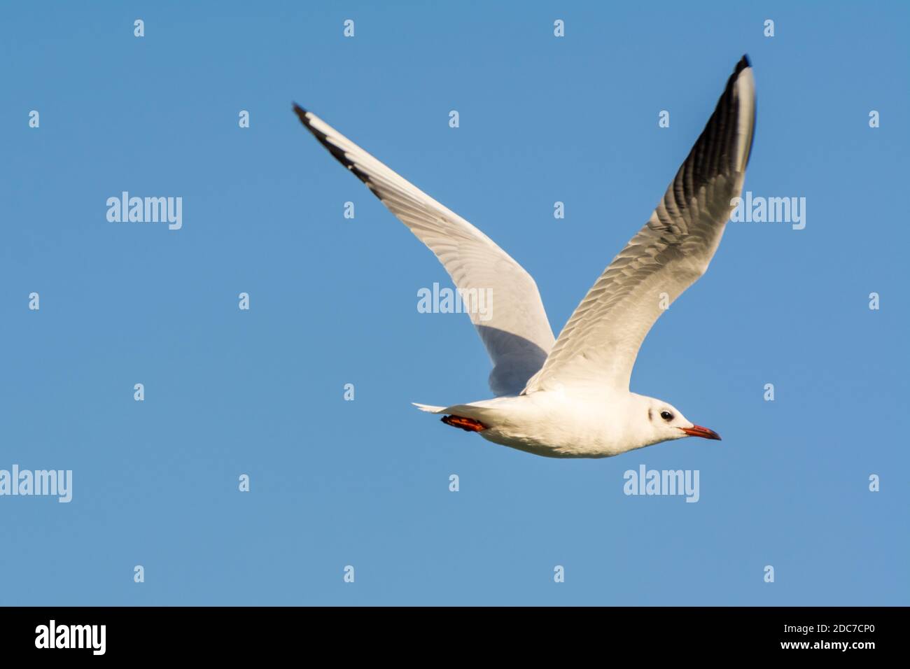 Seagull is flying in sky over the sea waters in corniche park, Dammam ...