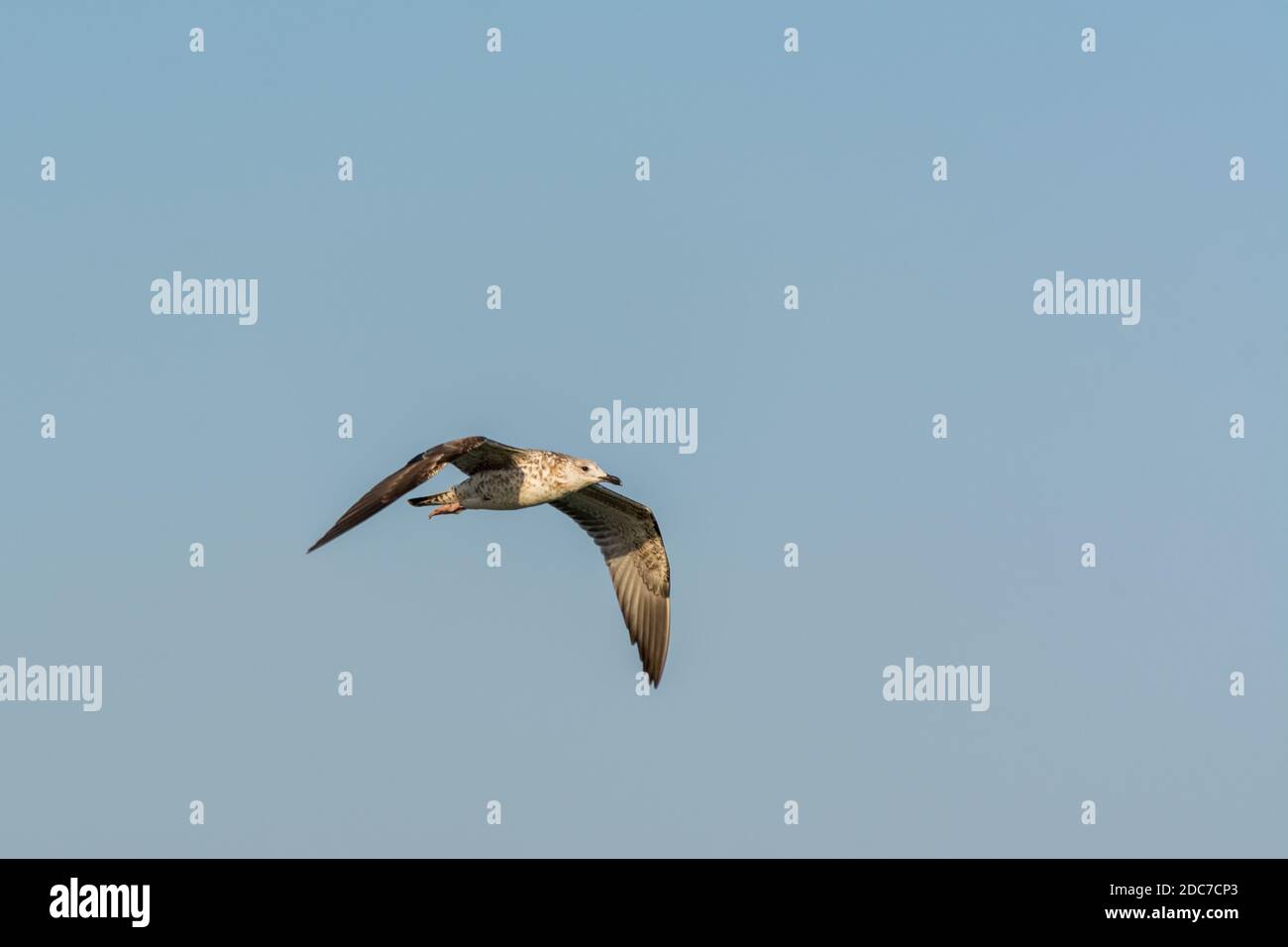 Seagull is flying in sky over the sea waters in corniche park, Dammam ...