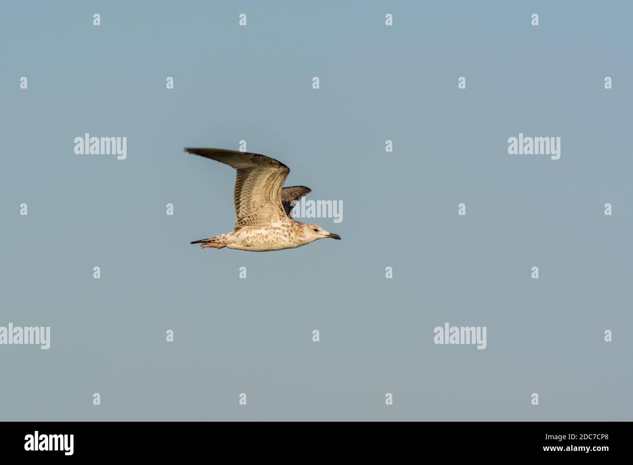 Seagull is flying in sky over the sea waters in corniche park, Dammam ...