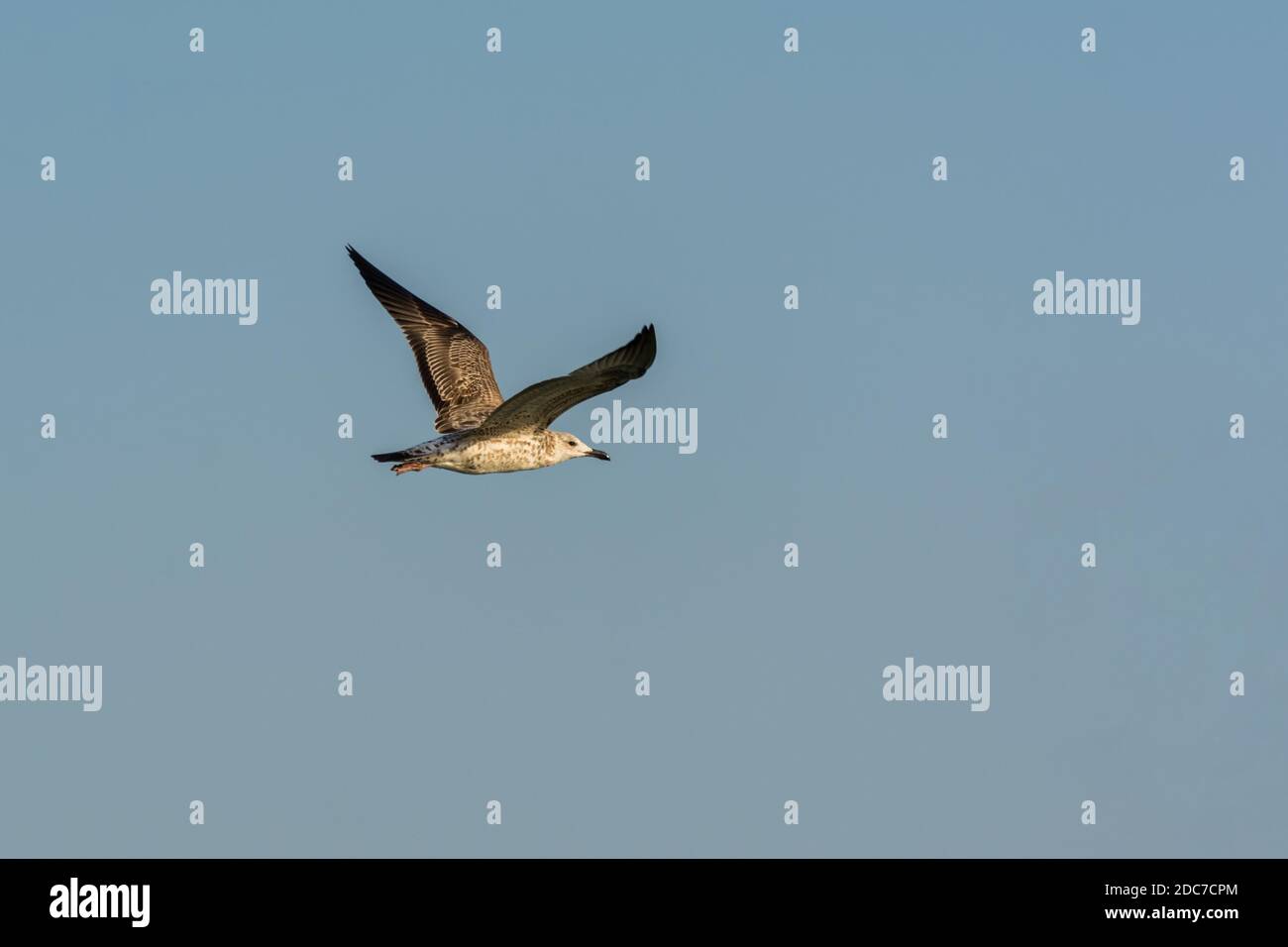 Seagull is flying in sky over the sea waters in corniche park, Dammam ...