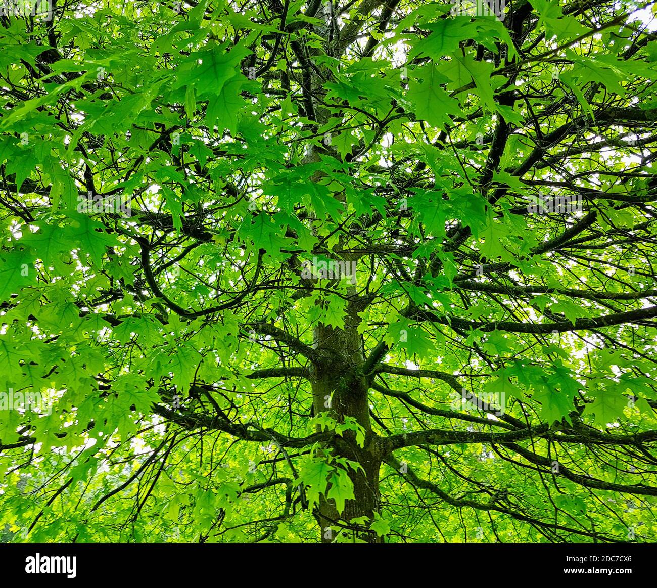 Tree seen from below, view of leaves and trunk. Image of nature and ...